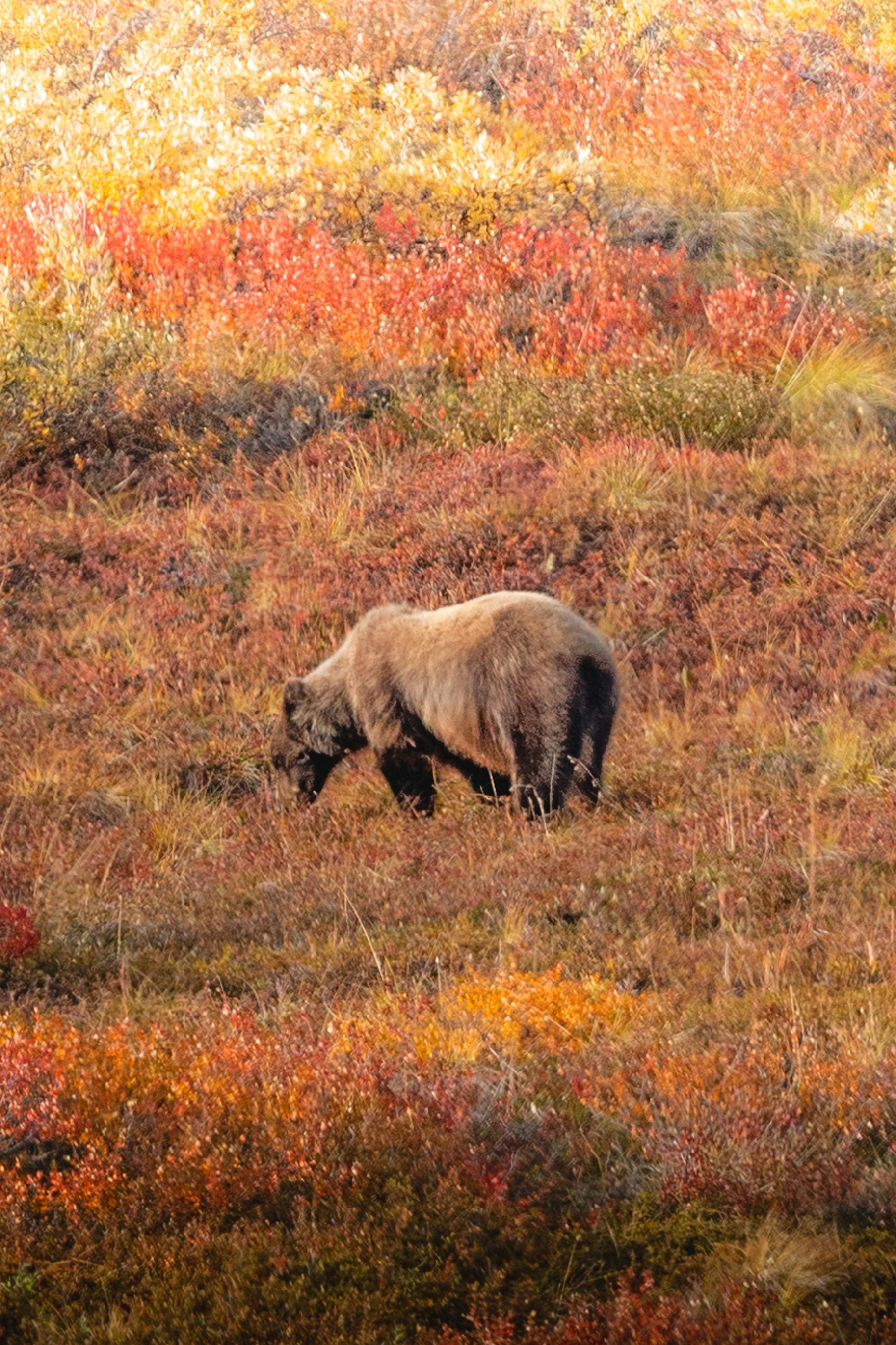 Bear Foraging in Colorful Autumn · Free Stock Photo
