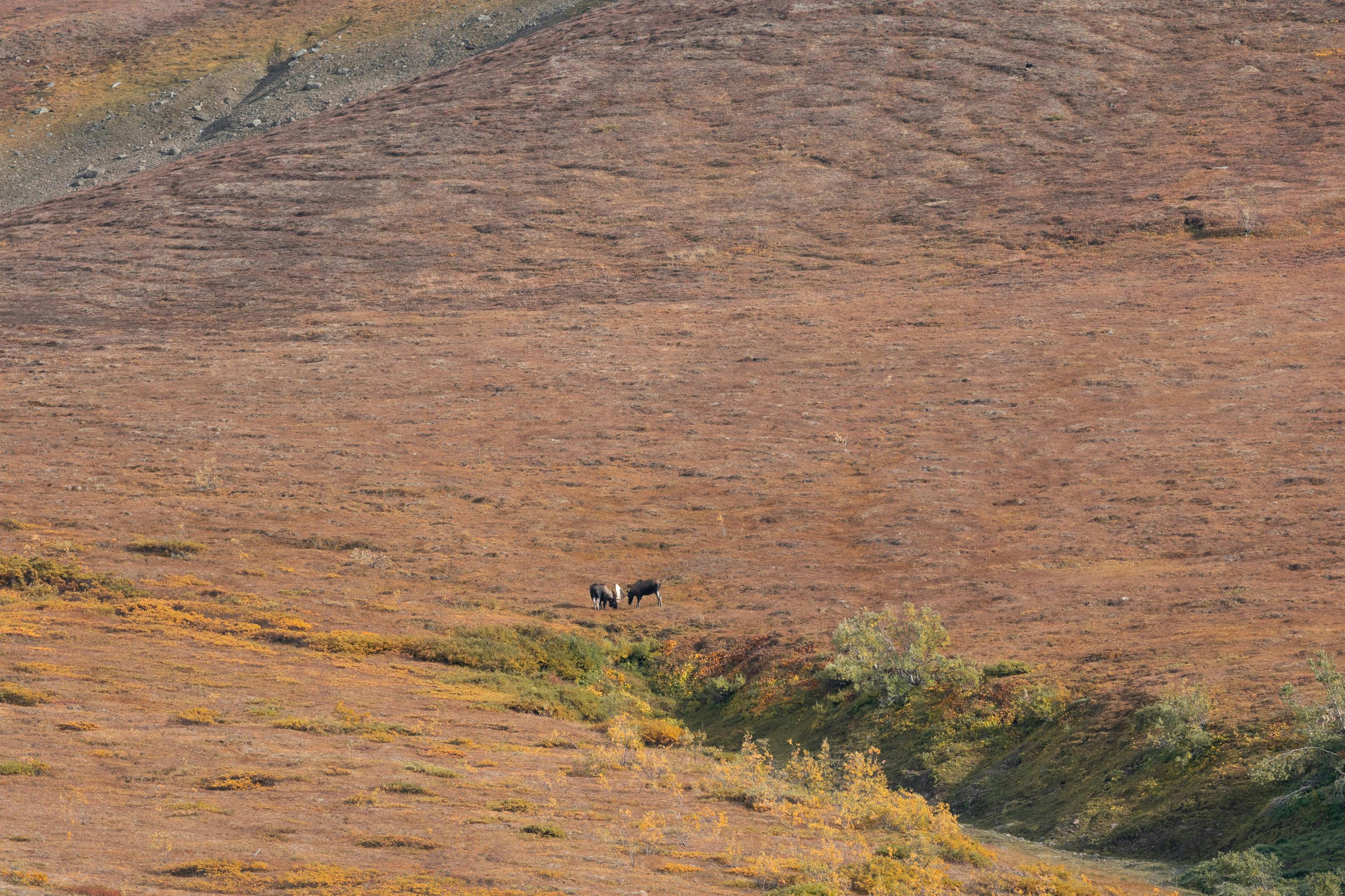 Single Moose Photos, Download The BEST Free Single Moose Stock Photos ...