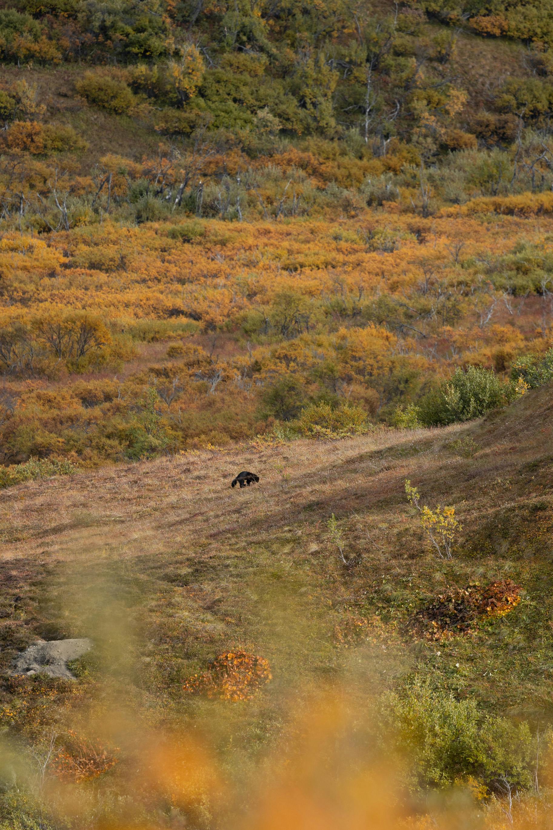 Wolverine in Autumn Landscape · Free Stock Photo