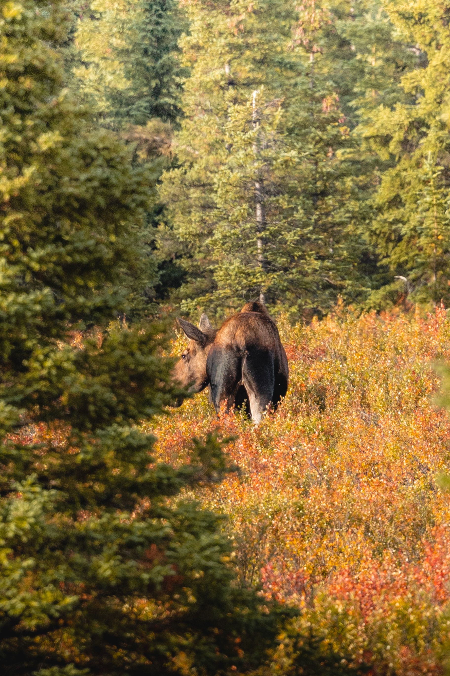 Brown Moose · Free Stock Photo