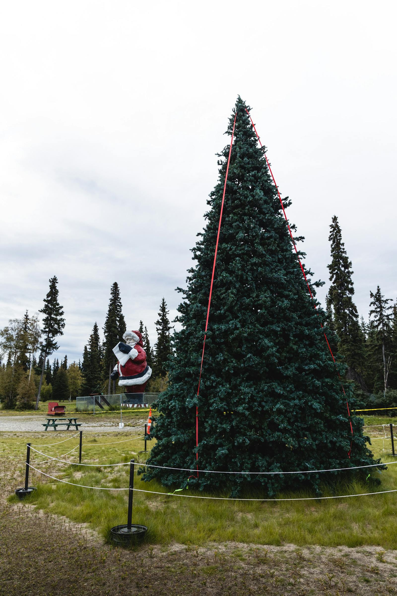 Christmas Trees Photos, Download The BEST Free Christmas Trees Stock ...