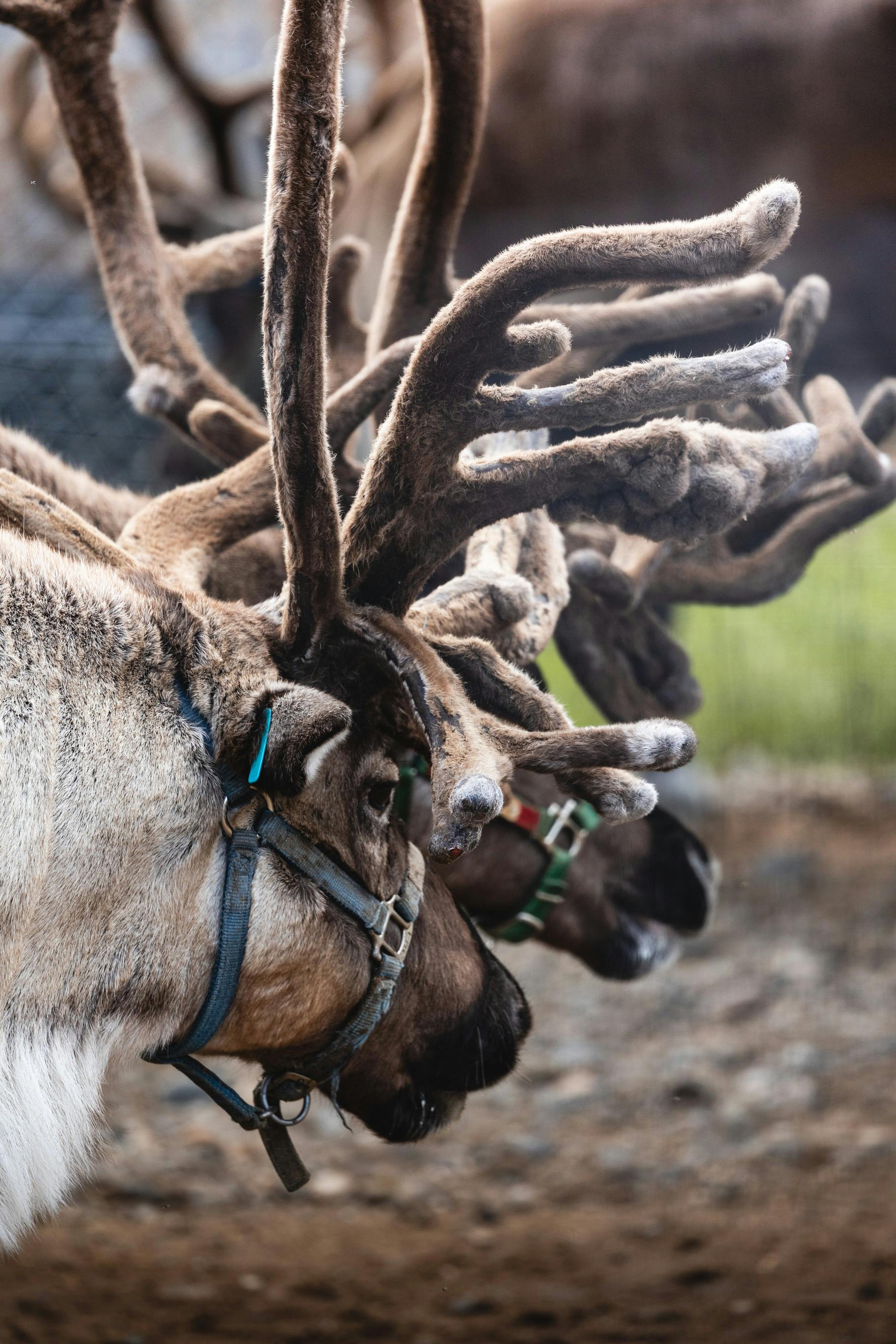 Two Reindeer in Harnesses · Free Stock Photo
