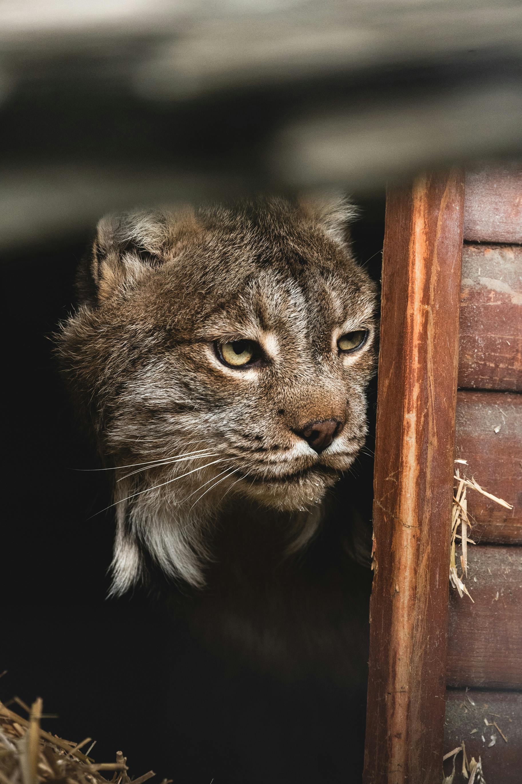 Brown and White Lynx in Close Photography · Free Stock Photo