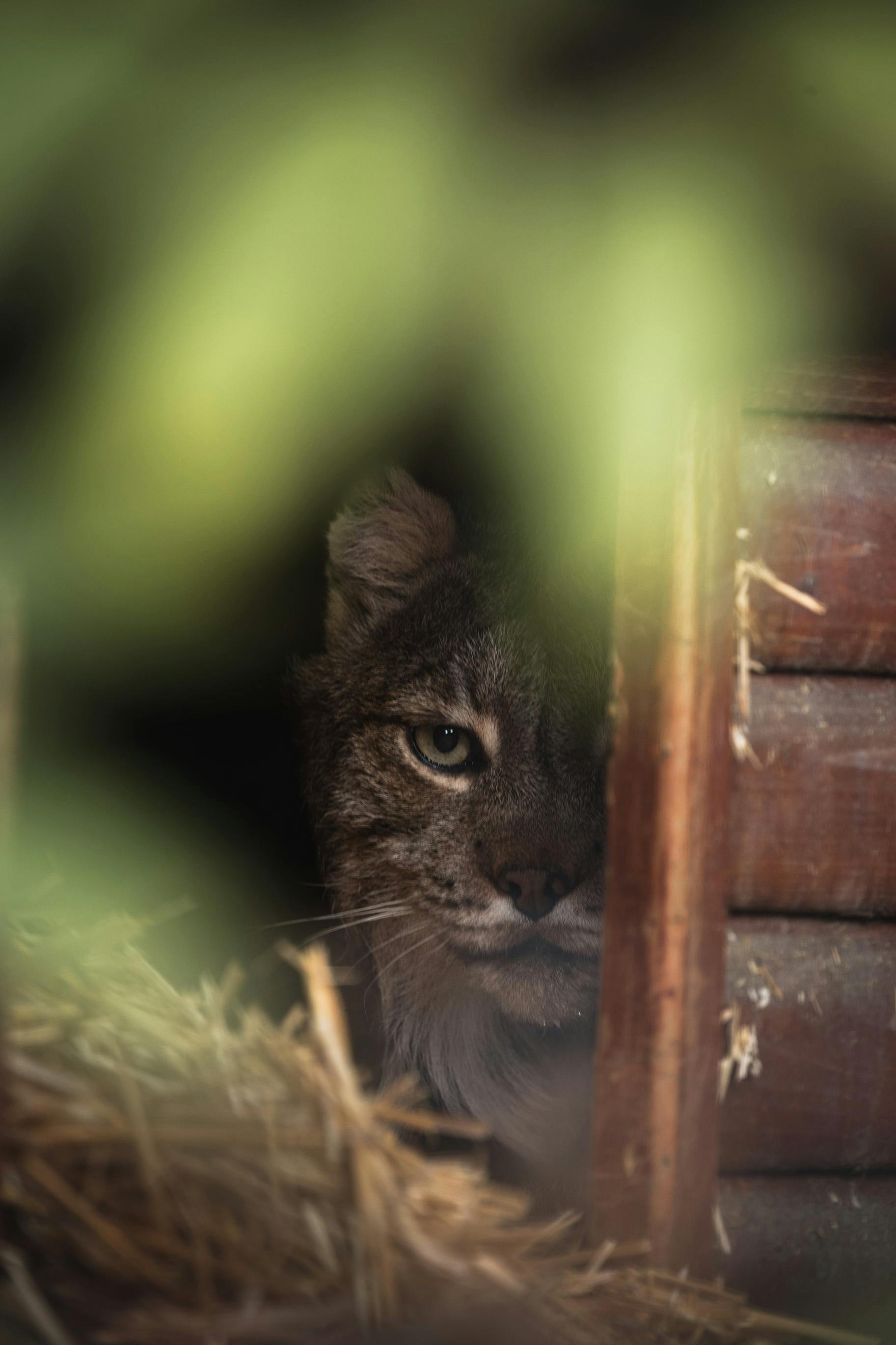 Brown and White Lynx in Close Photography · Free Stock Photo