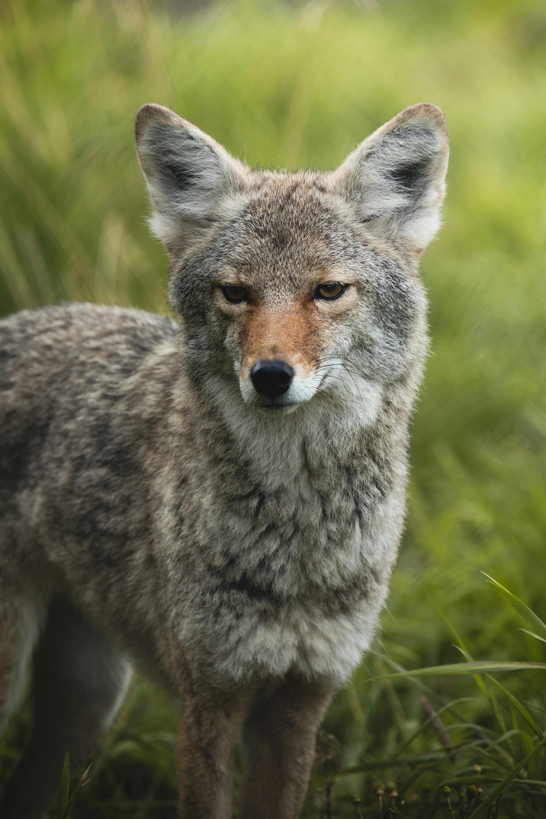Coyote Up Photos, Download The BEST Free Coyote Up Stock Photos & HD Images