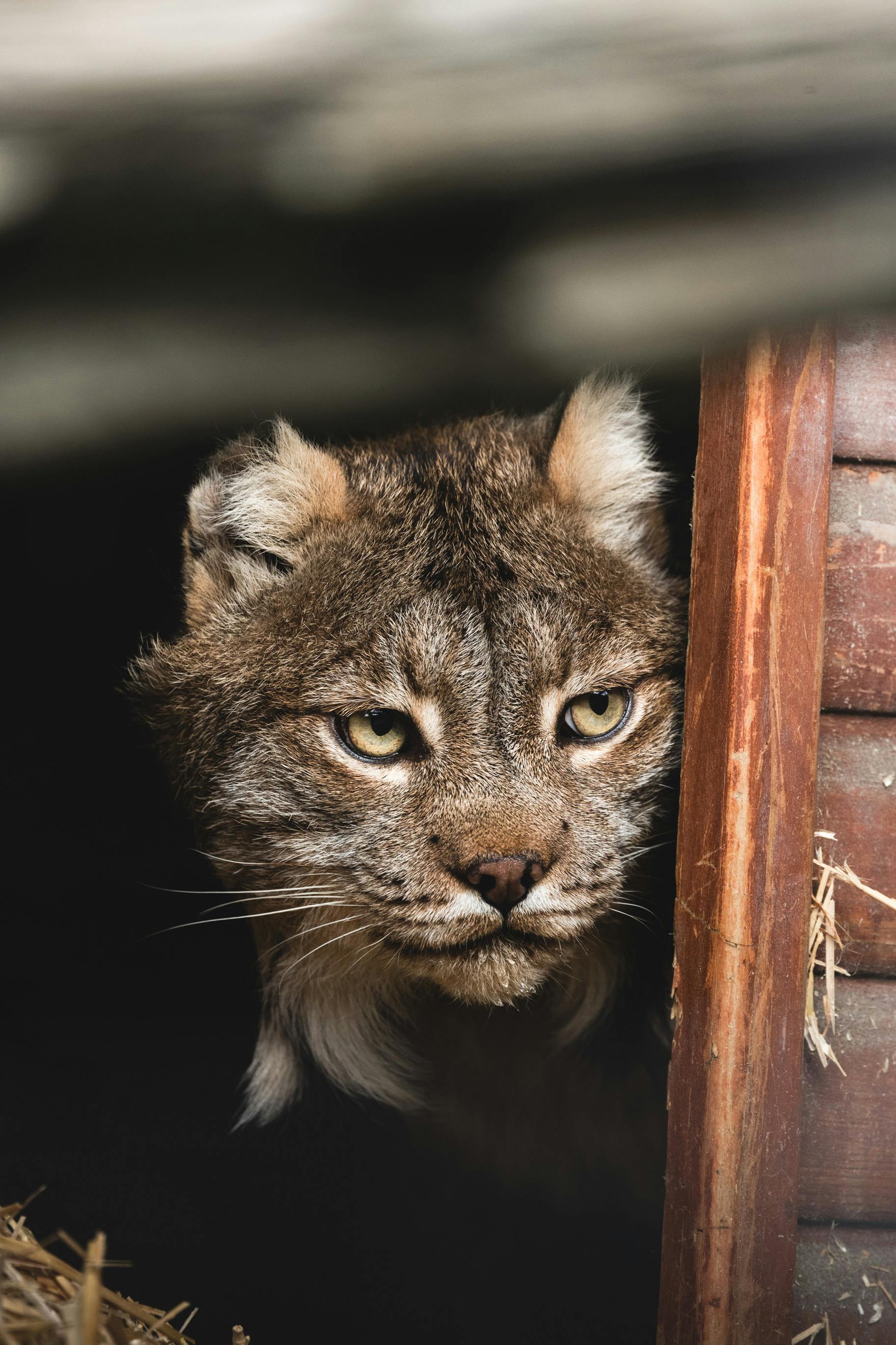 Brown and White Lynx in Close Photography · Free Stock Photo
