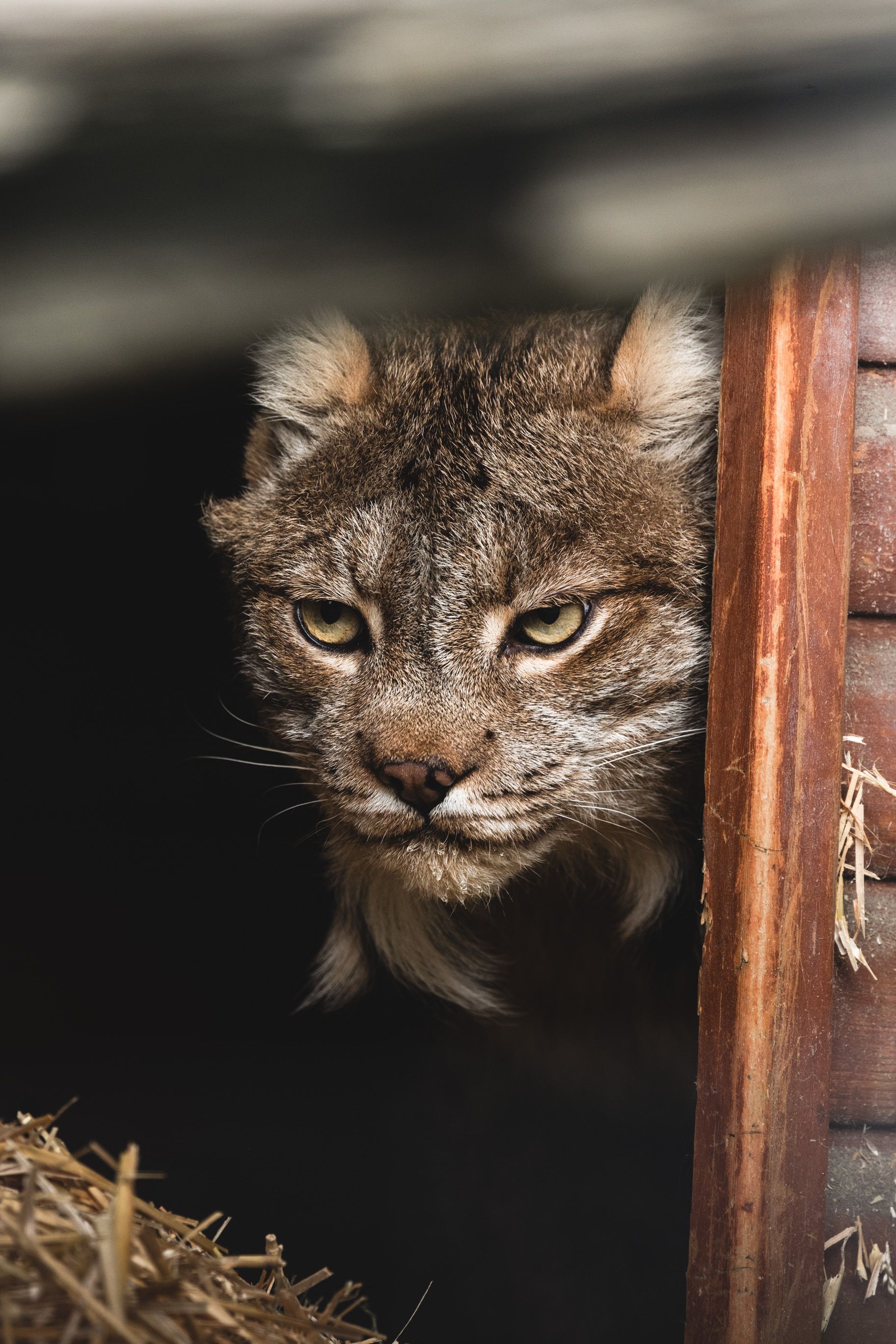 High Resolution Cats Big Head Photos, Download The BEST Free High ...