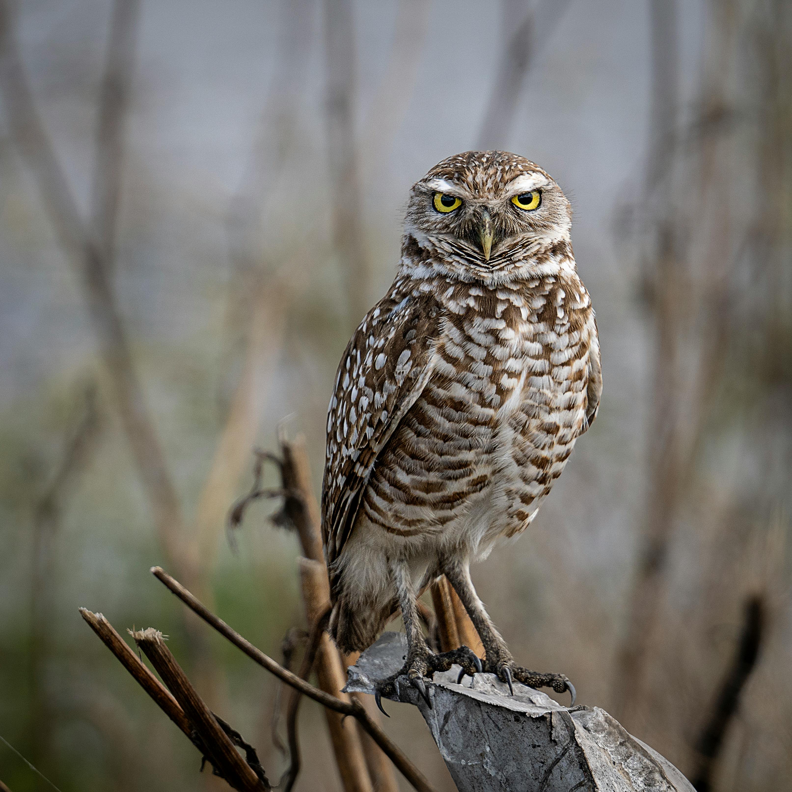 Burrowing Owl in Nature · Free Stock Photo