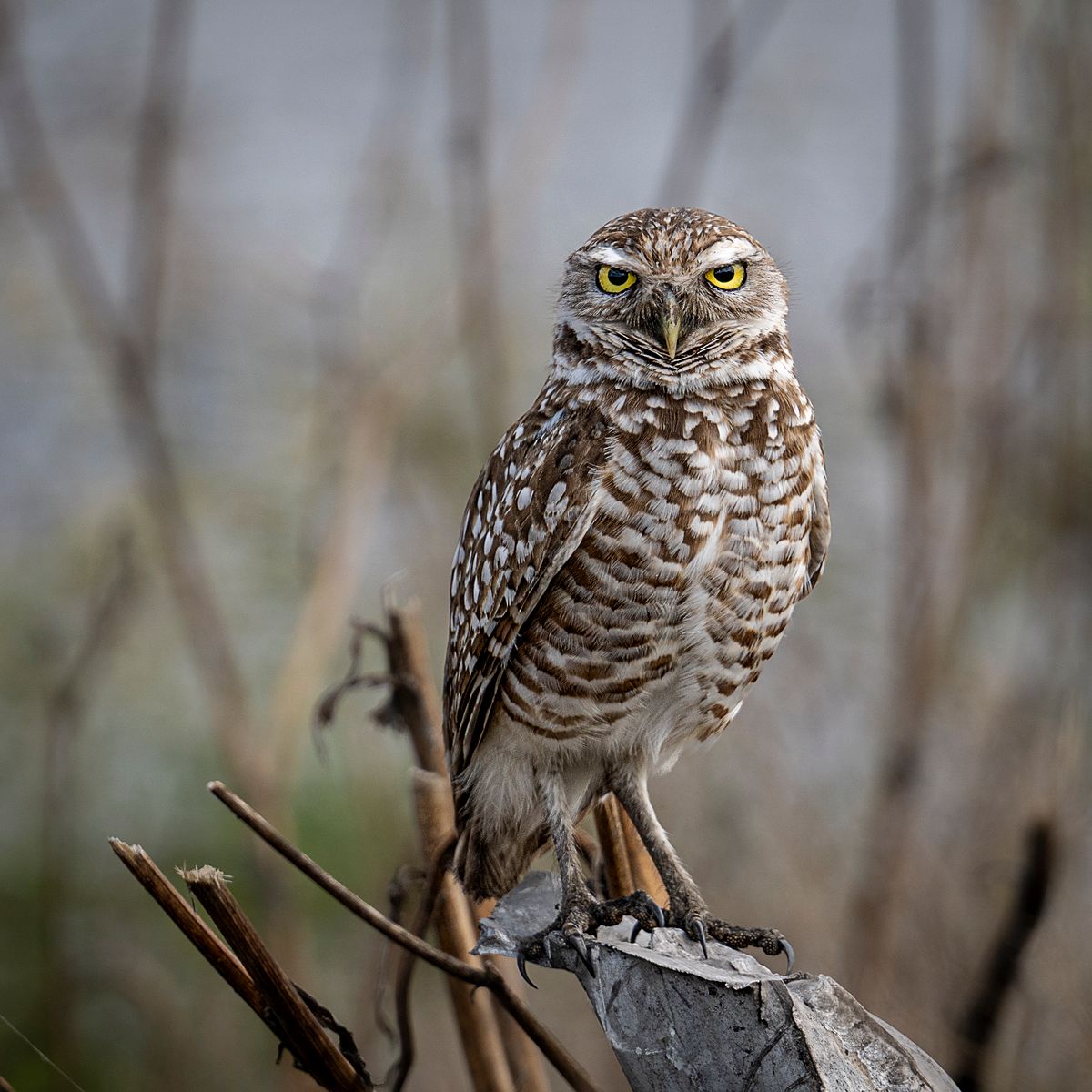 Burrowing Owl Photos, Download The BEST Free Burrowing Owl Stock Photos ...