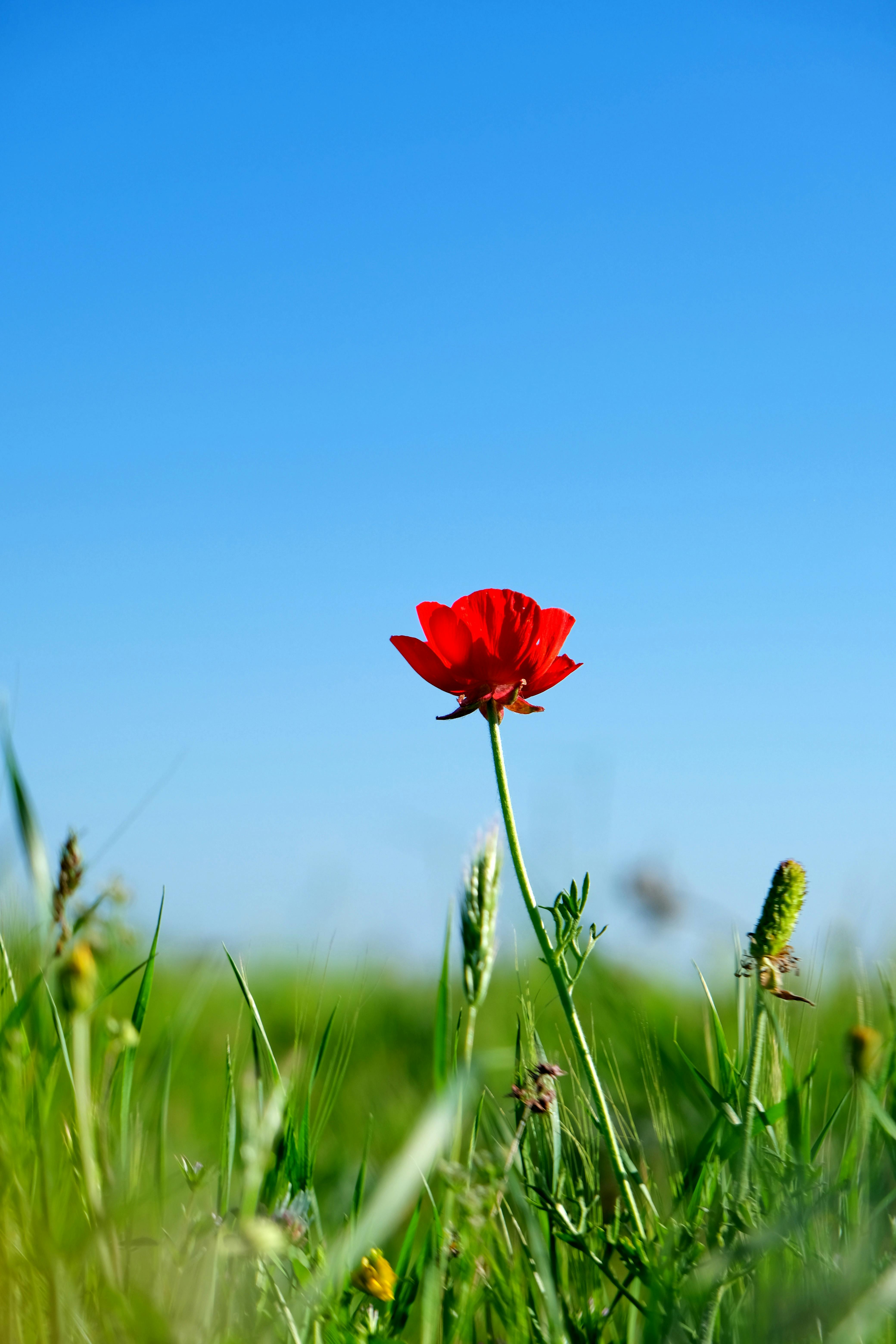 Flower In Field Photos, Download The BEST Free Flower In Field Stock ...