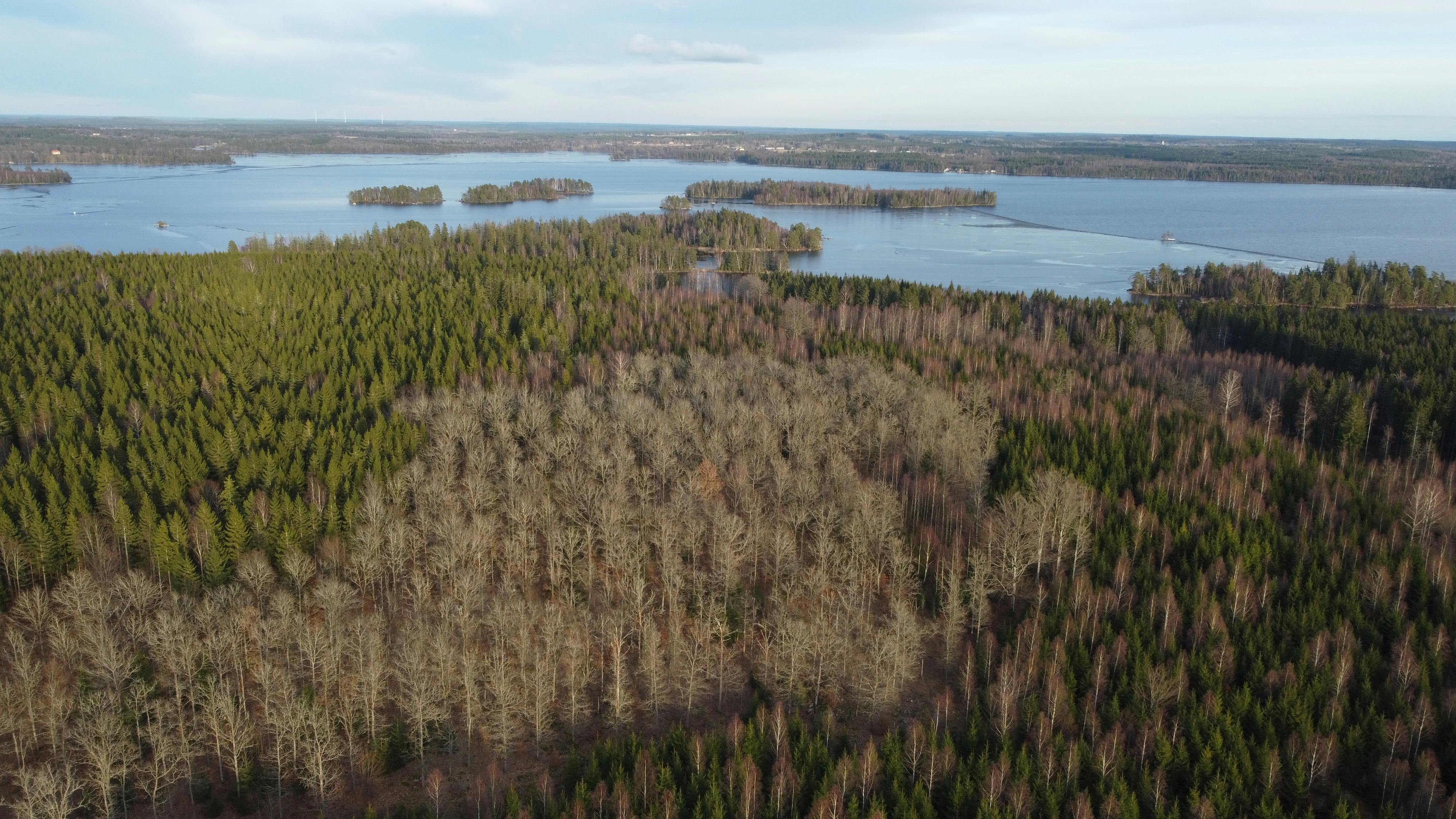 Deep, Evergreen Forest and Lakes behind · Free Stock Photo