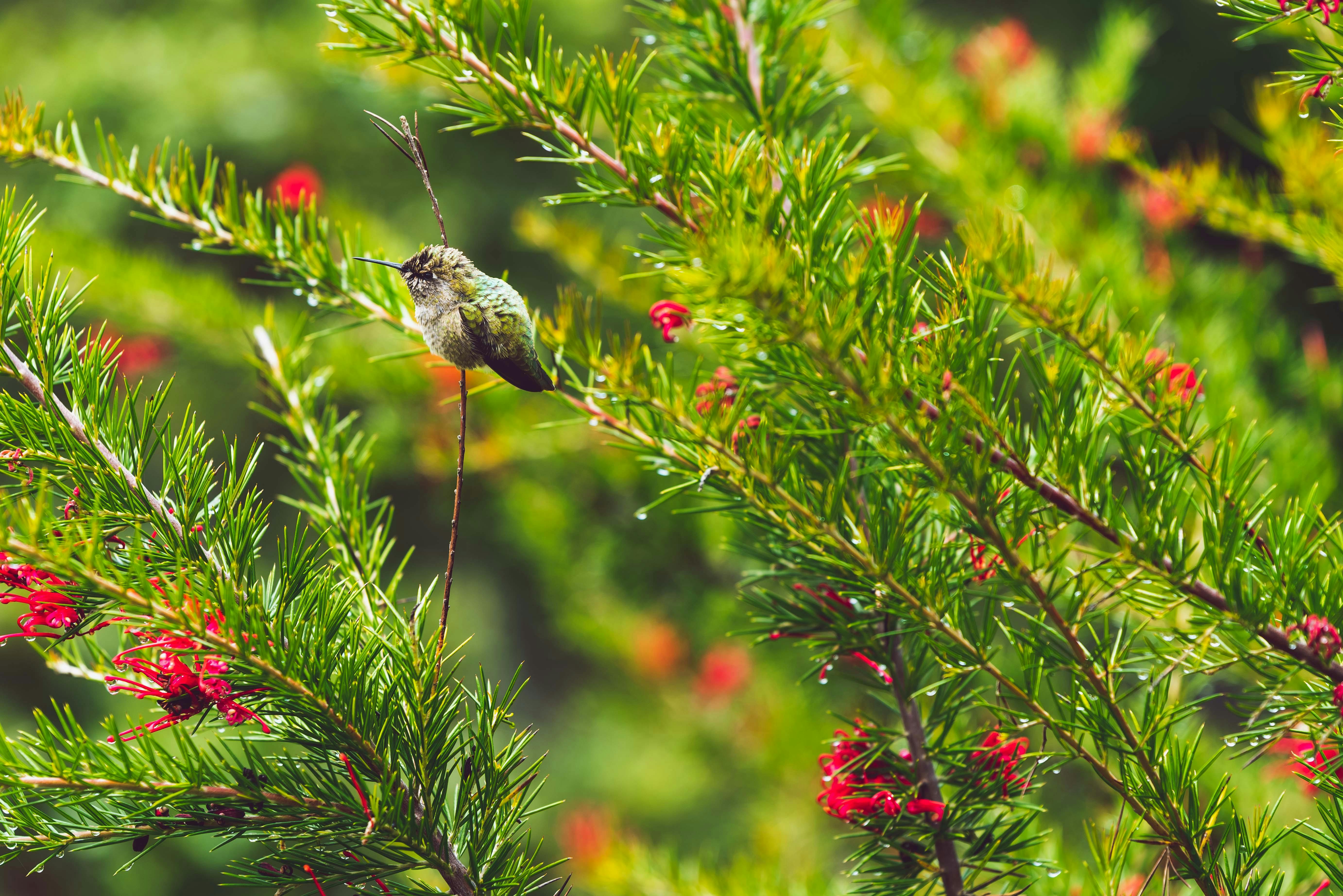 200+ Best Hummingbirds Photos · 100% Free Download · Pexels Stock Photos