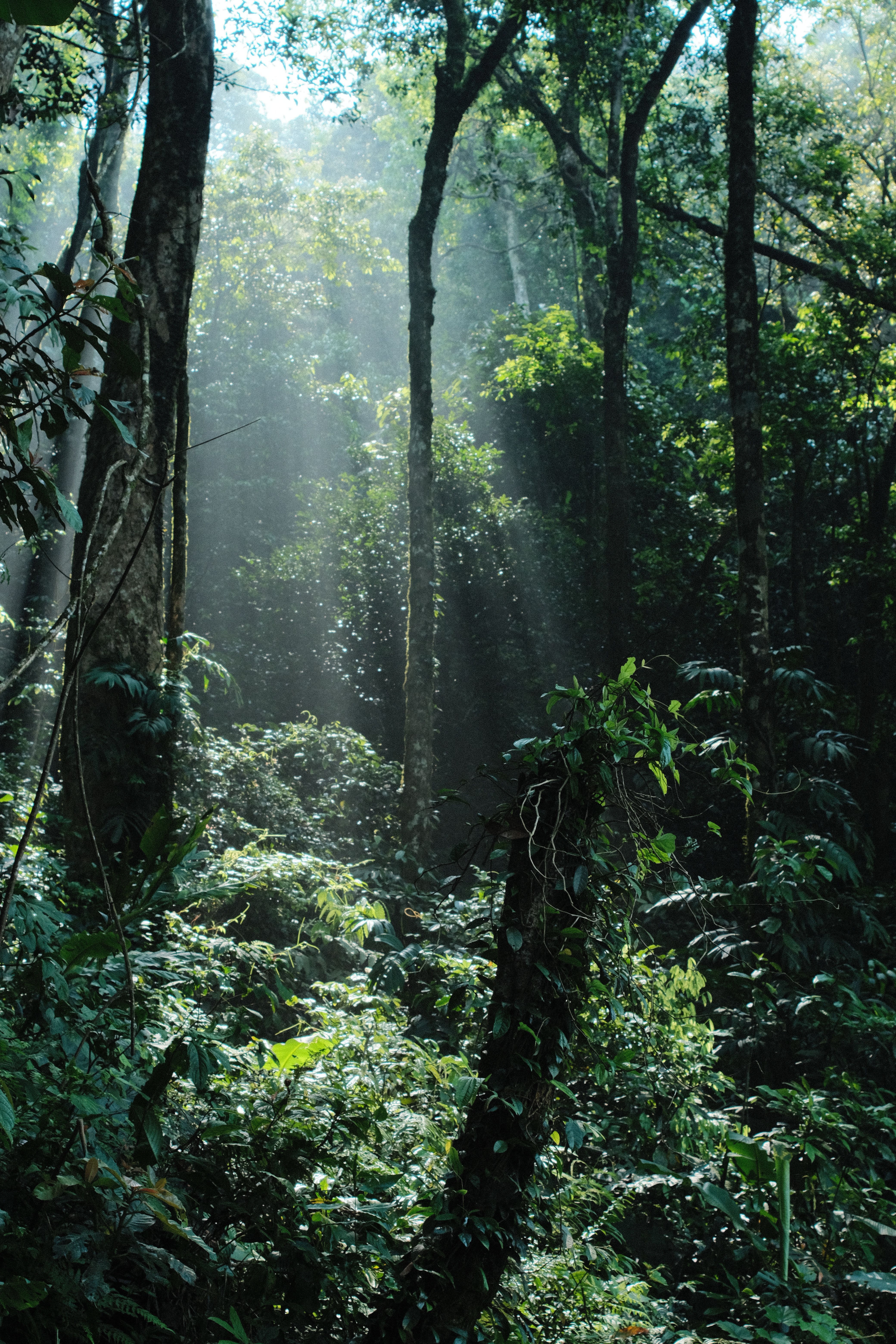 Lush Green Rainforest · Free Stock Photo