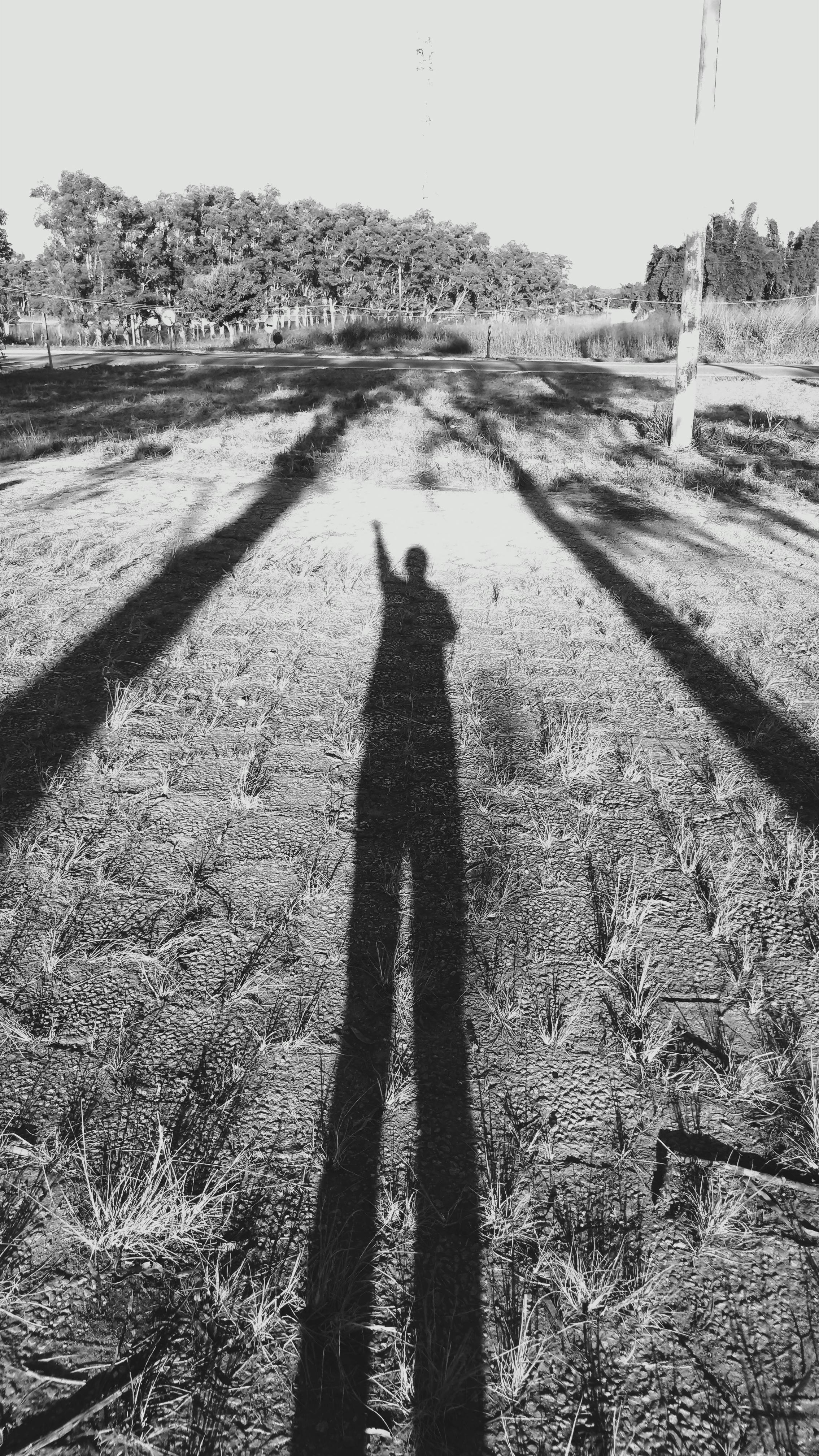 Grayscale Photography of Plant Field · Free Stock Photo