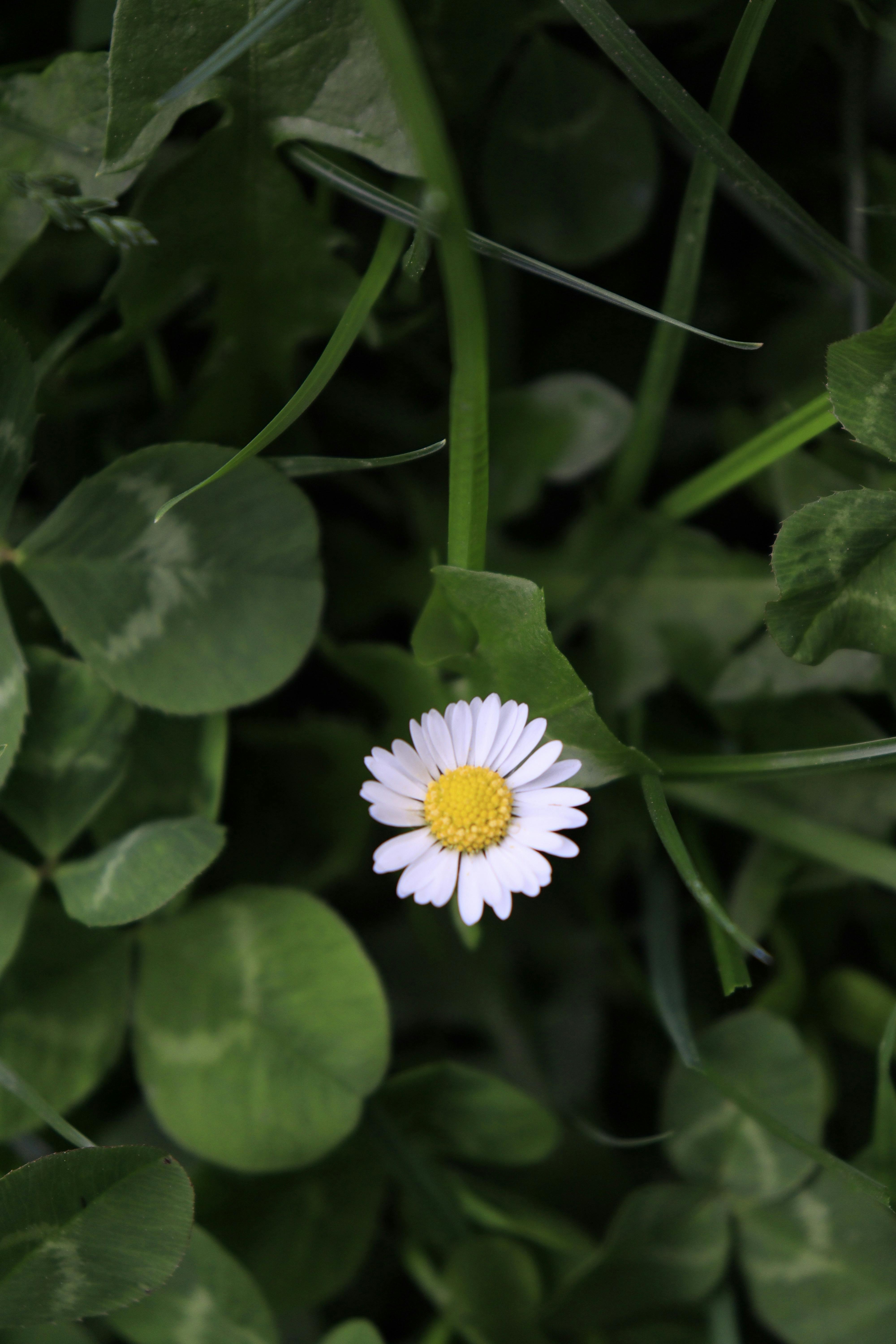 Closeup of a Lawn with a Blossoming Daisy, and Green Clover Leaves ...