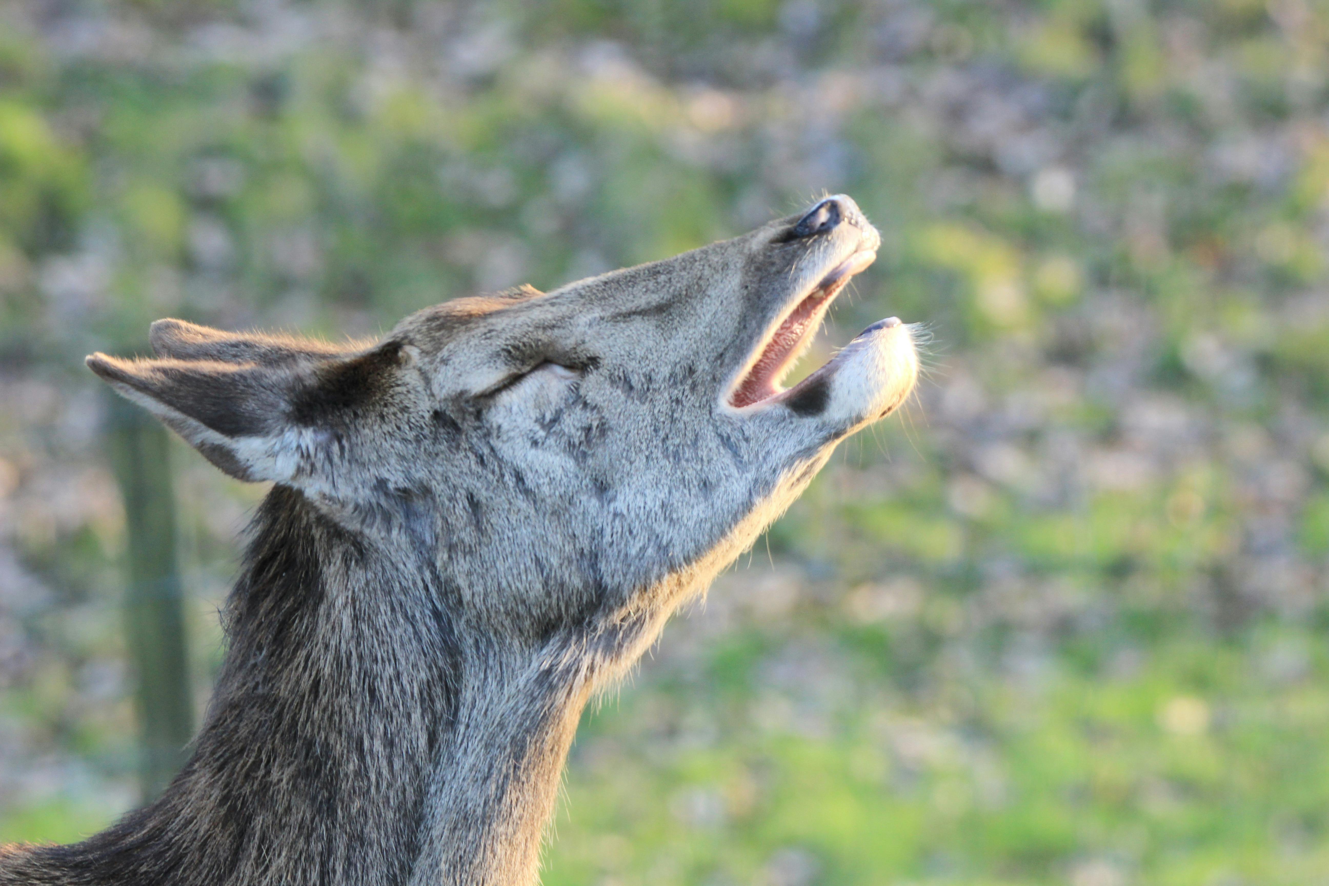 Portrait of Deer Screaming · Free Stock Photo