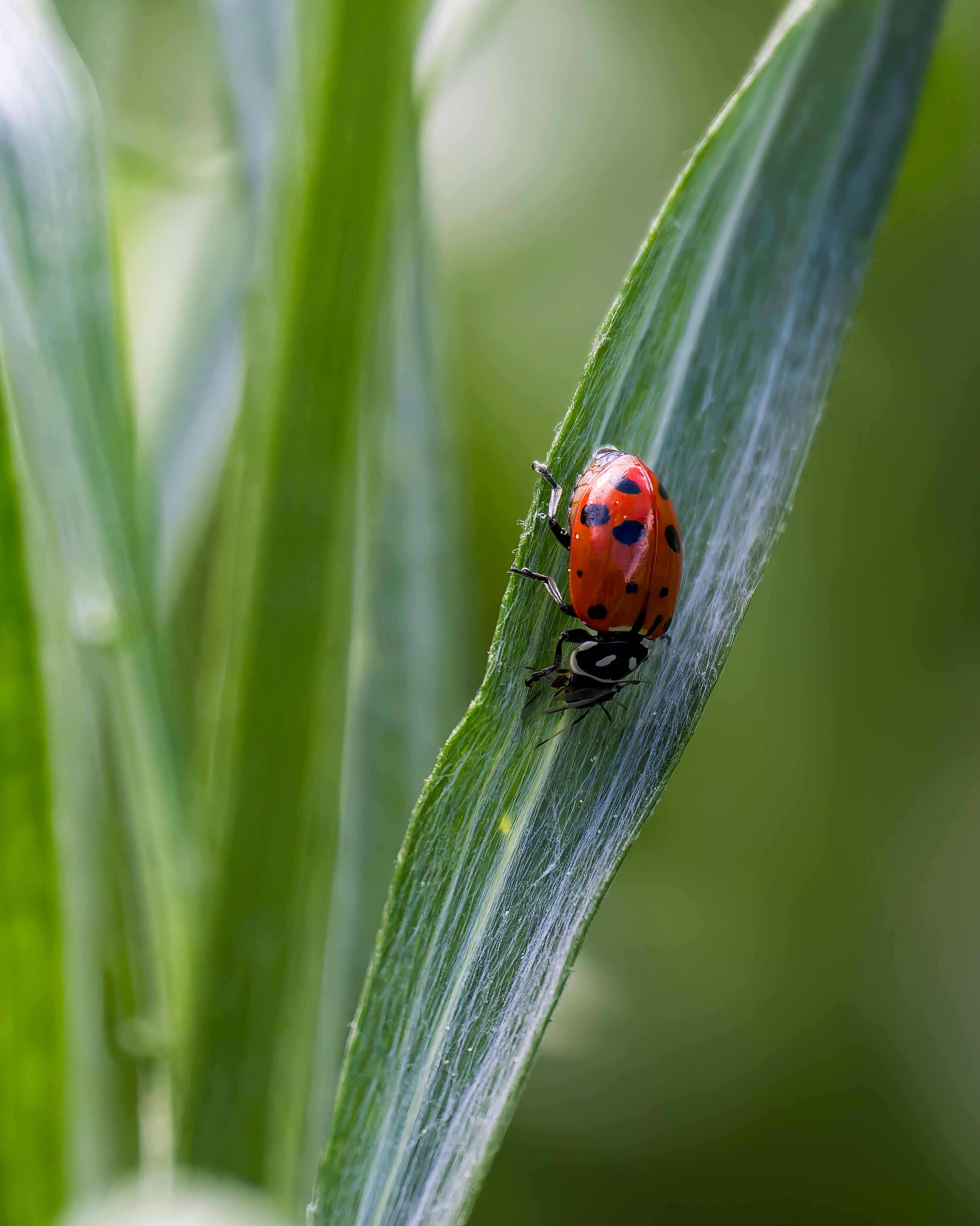 Close-up on Ladybug Sitting on Grass Blade · Free Stock Photo