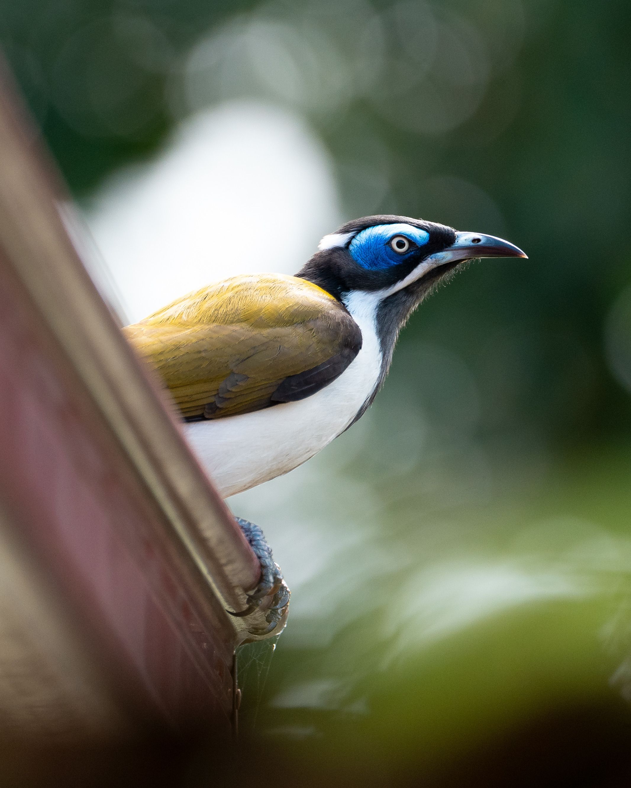 Blue-faced Honeyeater Bird · Free Stock Photo