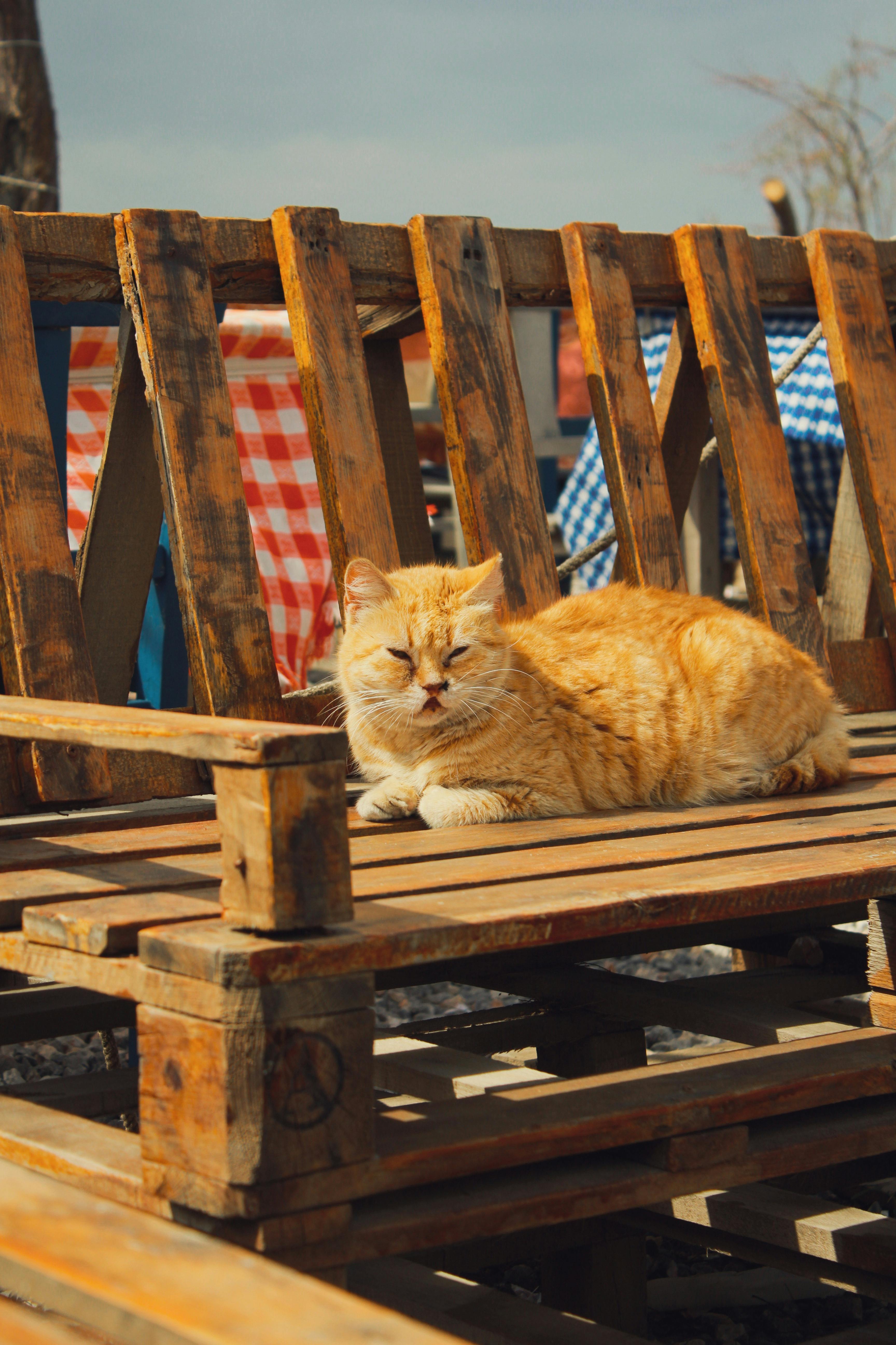 Cat Lying Down on Bench · Free Stock Photo