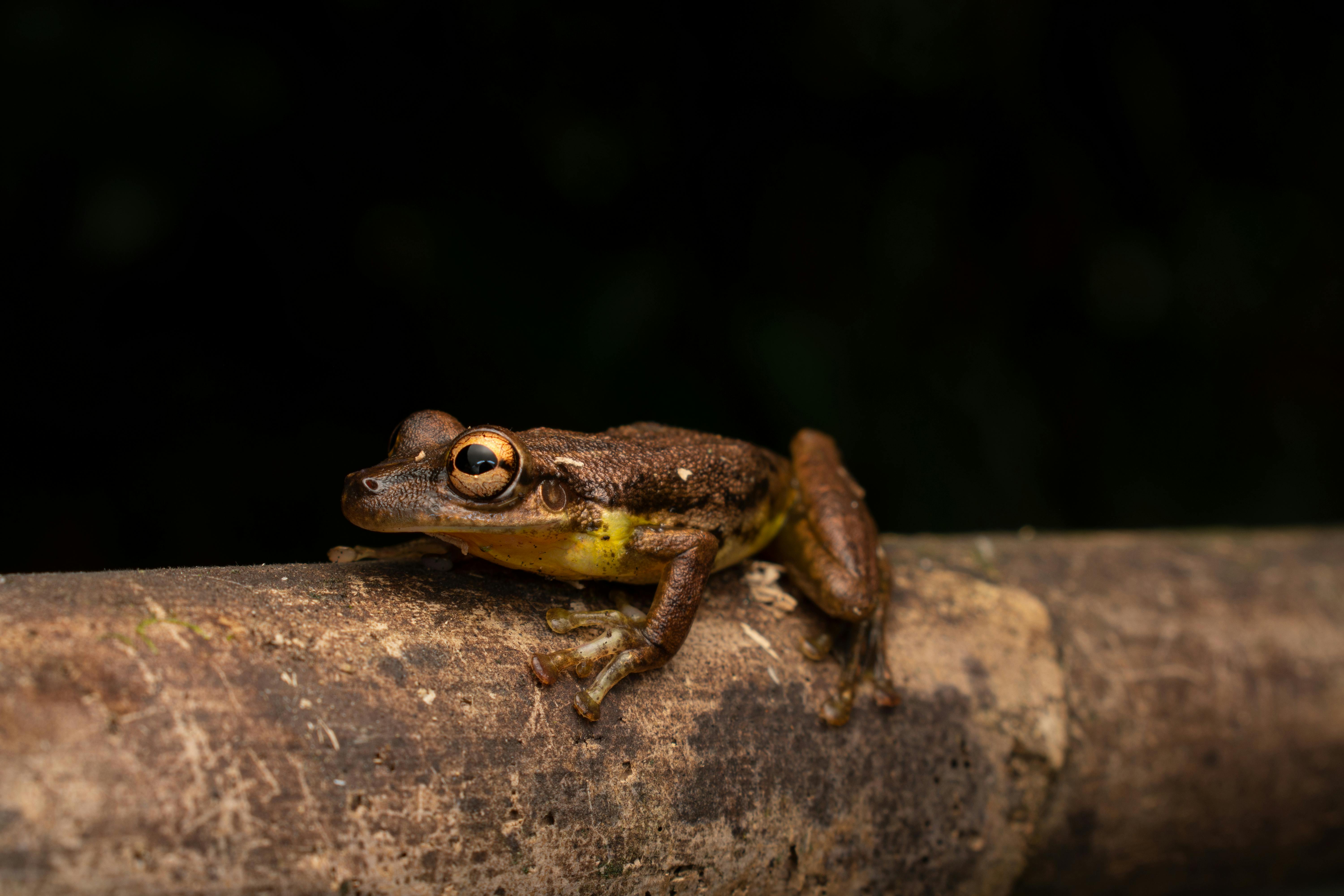 Close-up of a Brown Frog on a Stick · Free Stock Photo