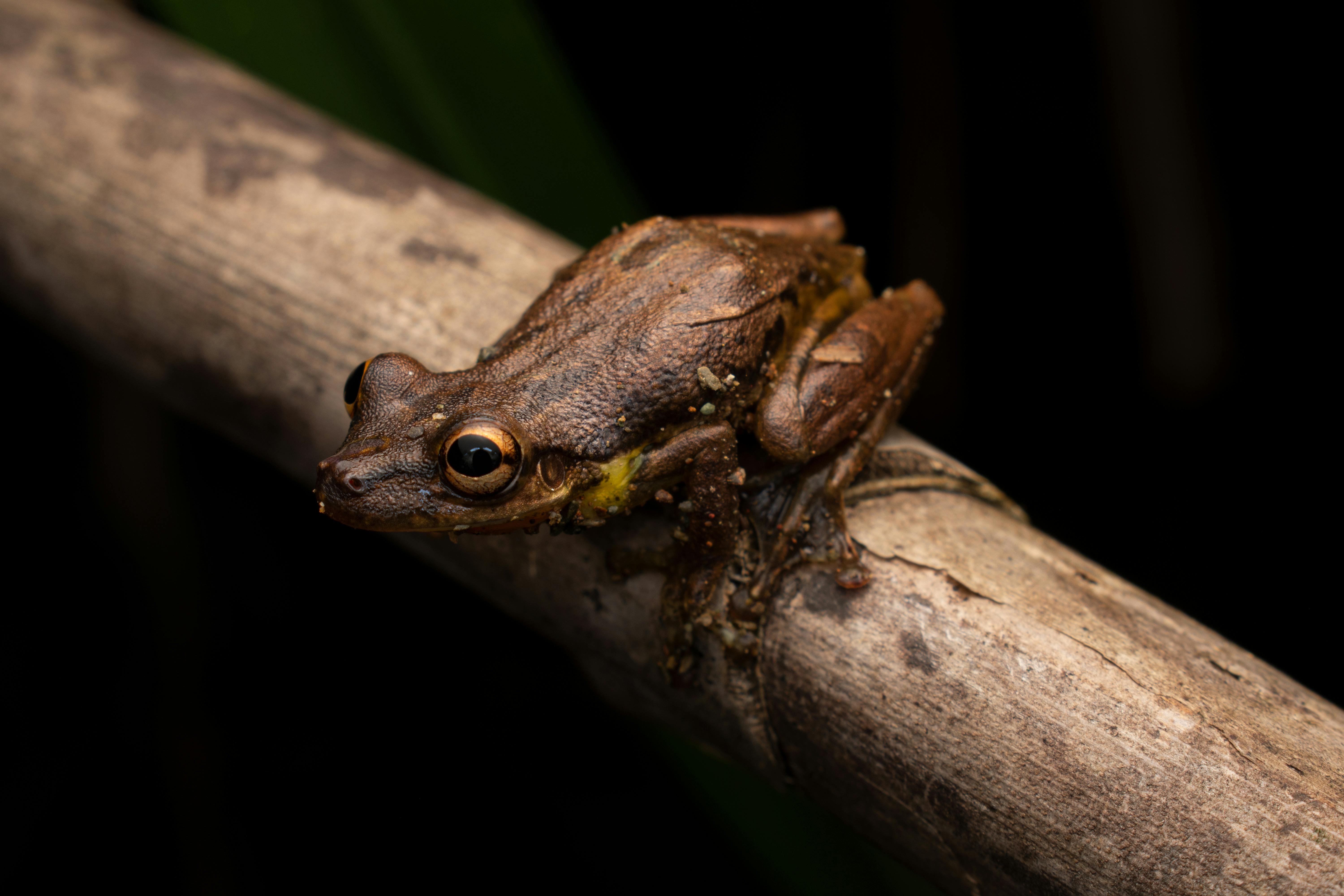A small brown frog sitting on a stick · Free Stock Photo