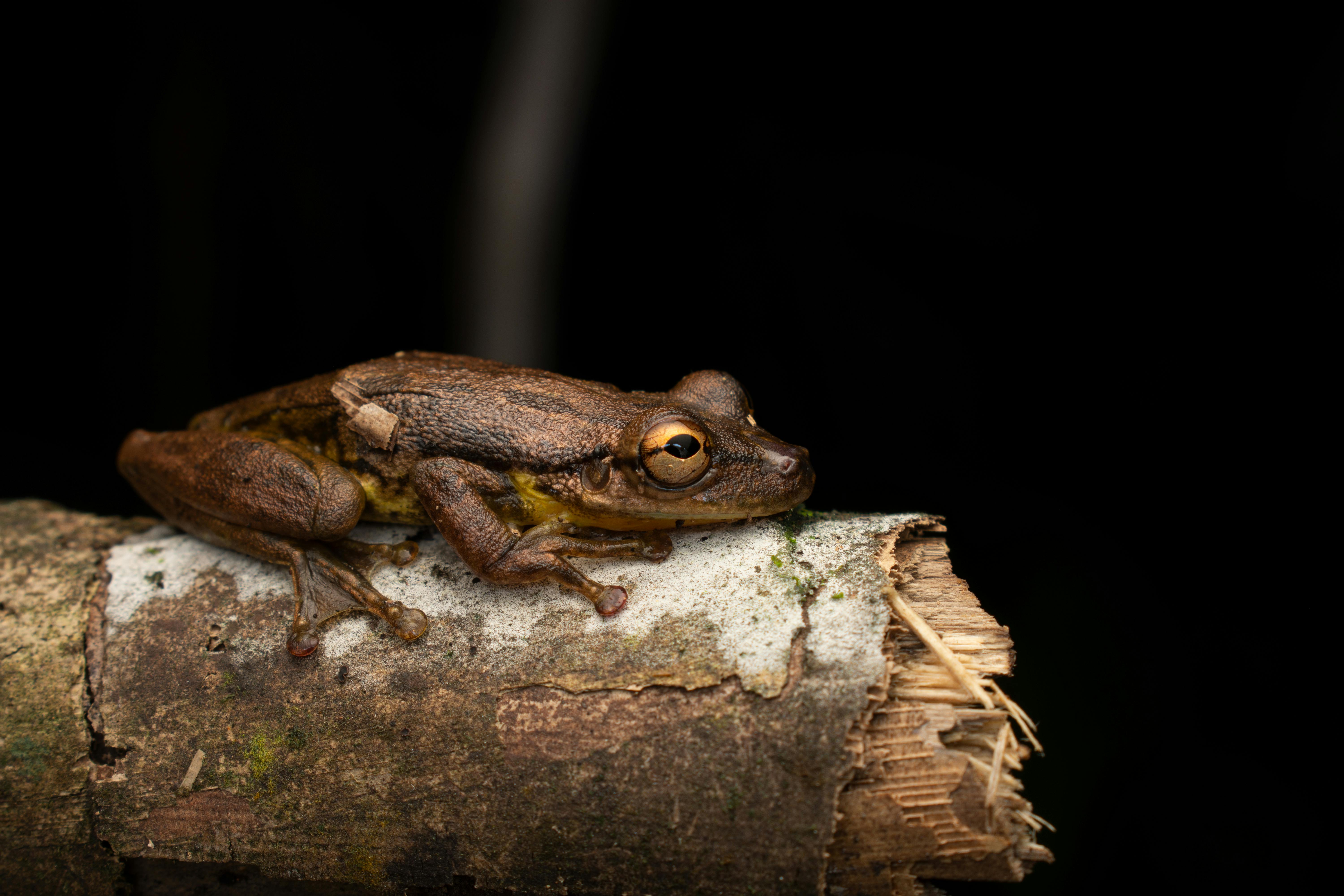 Brown Tropical Frog on a Broken Branch · Free Stock Photo
