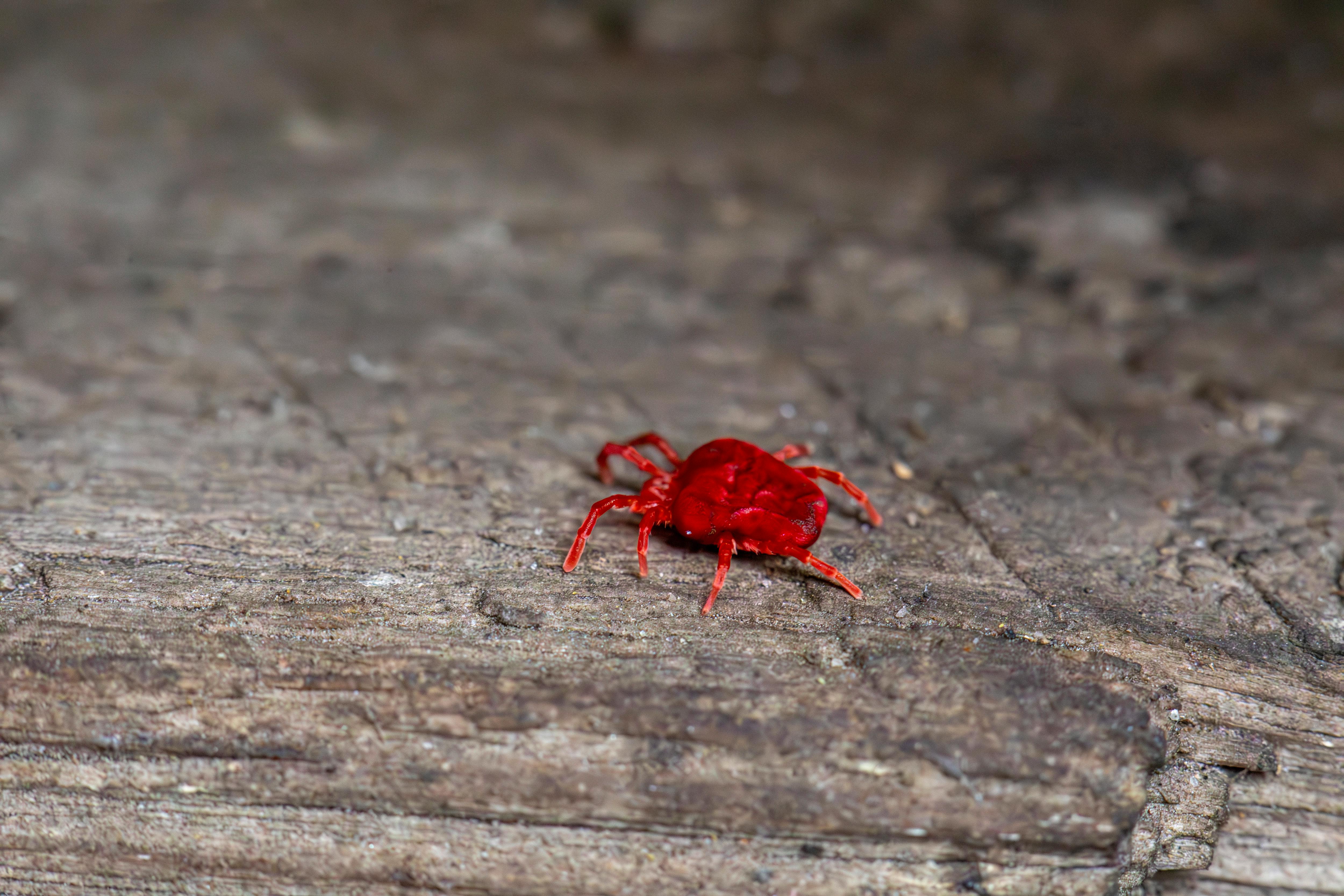Clover Mite on Rock · Free Stock Photo