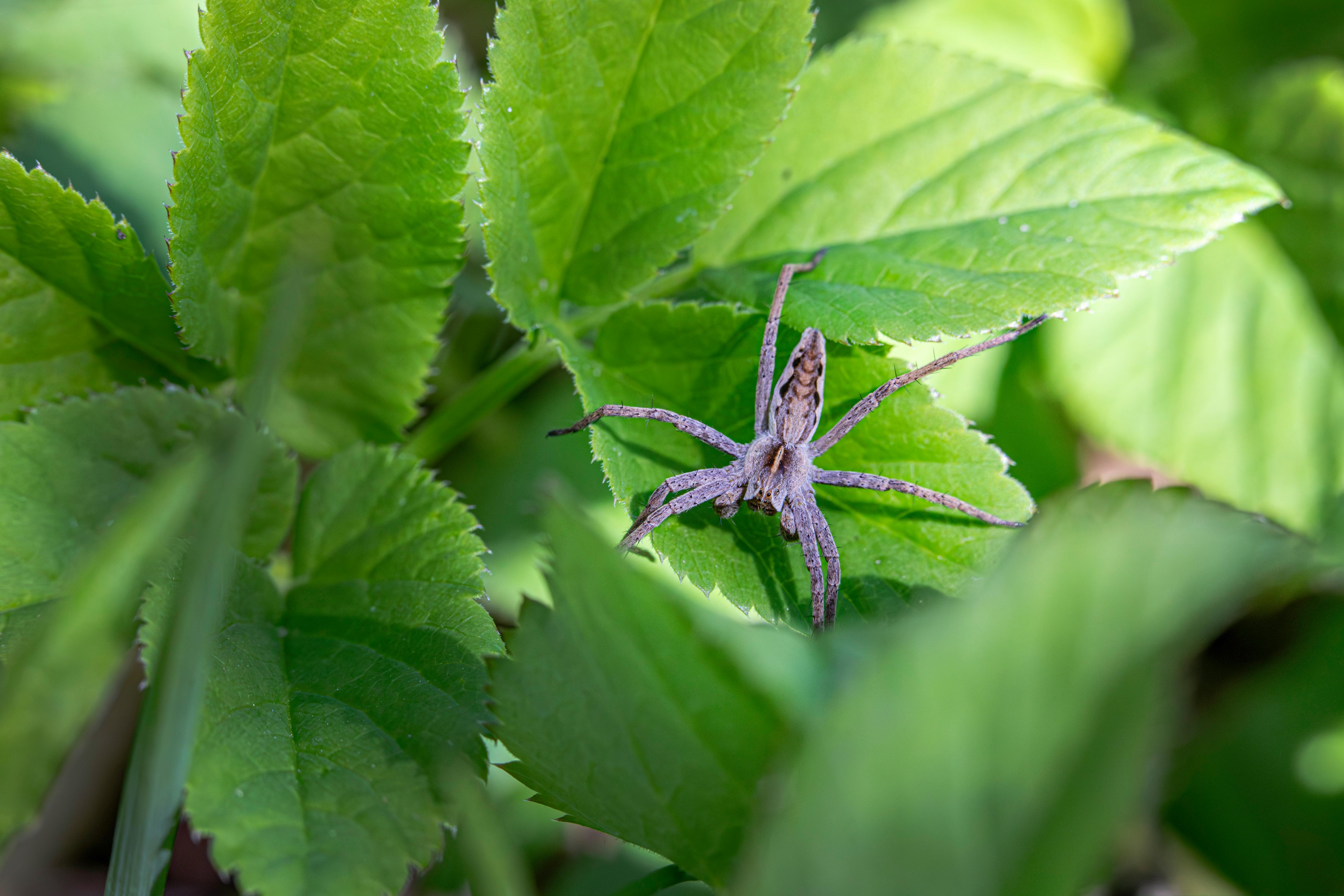 Spider on Plant Leaves · Free Stock Photo