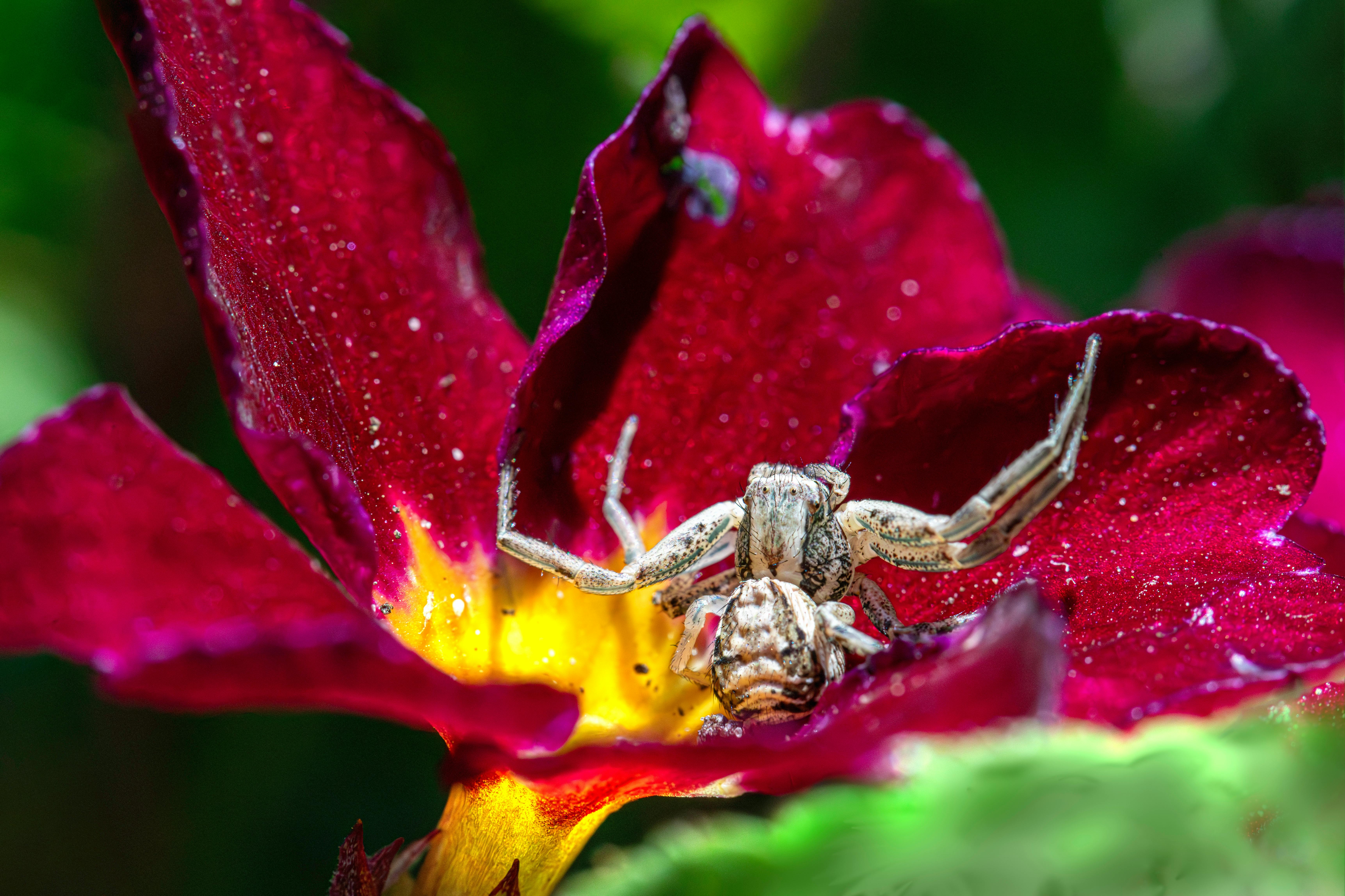 Crab Spider Standing with Raised Legs on a Burgundy Flower · Free Stock ...