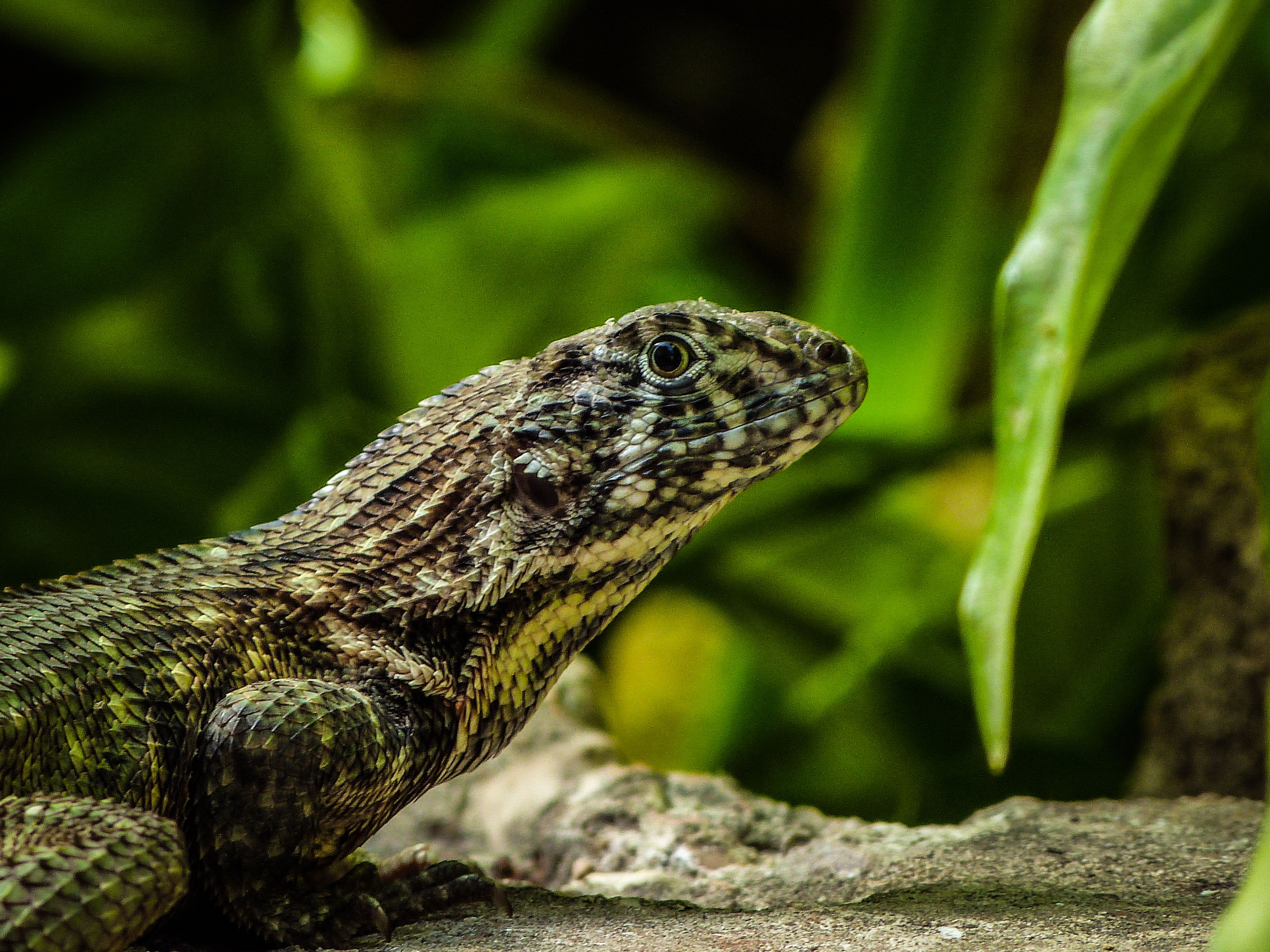 Close-up of Saw-scaled Curly Tail Lizard on a Stone in a Terrarium ...