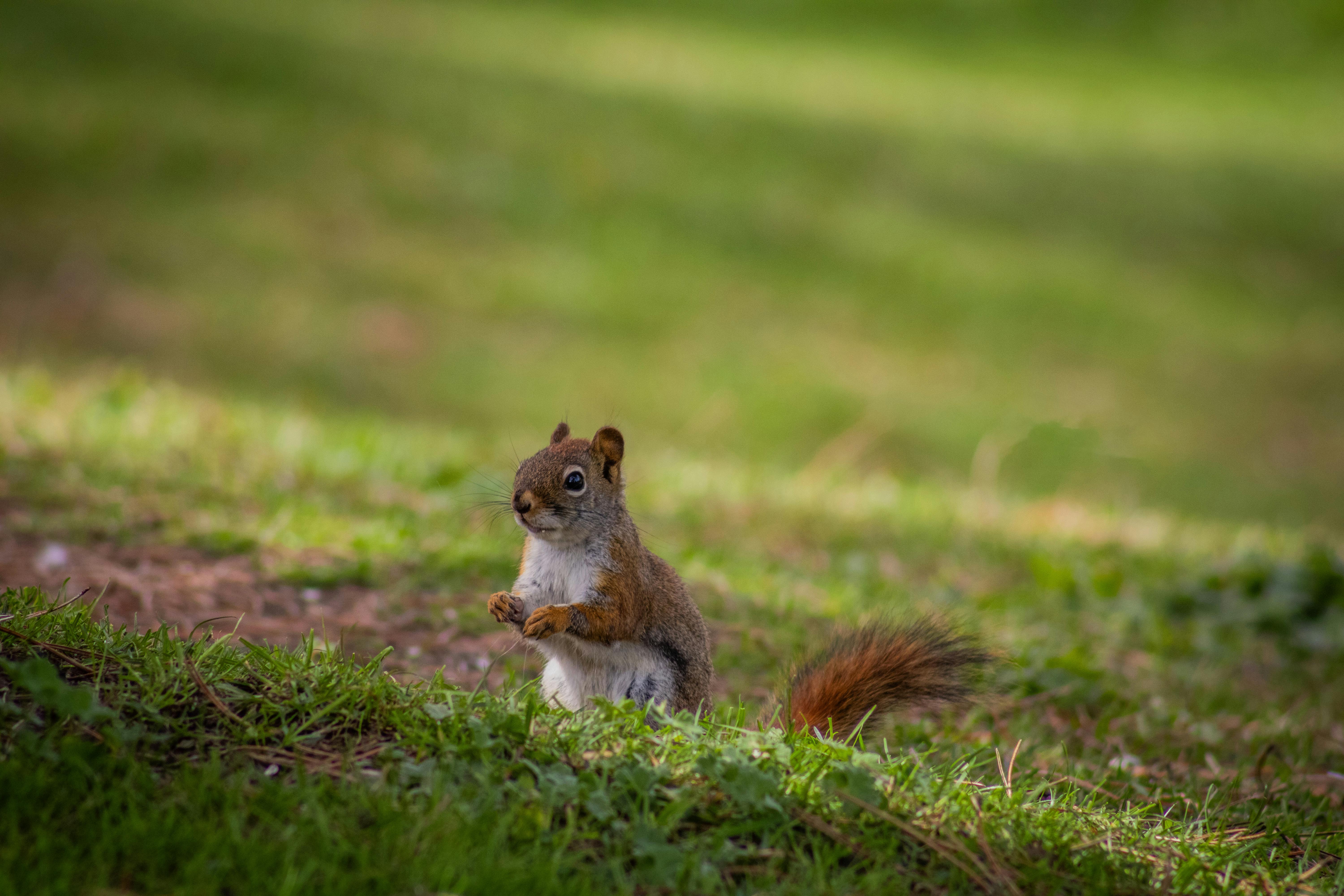 Brown Rodent on Green Grass · Free Stock Photo
