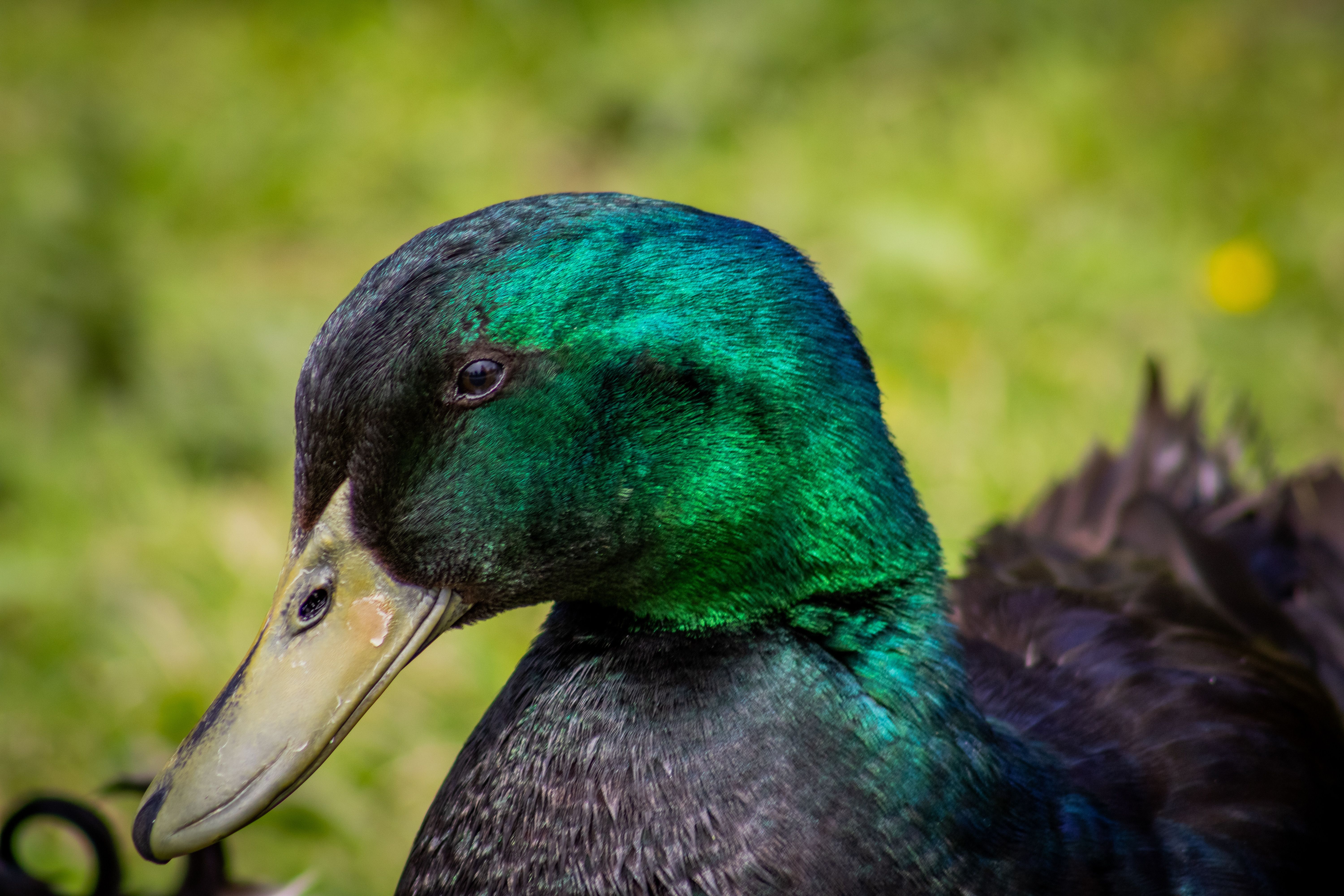 Cayuga Duck Photos, Download The BEST Free Cayuga Duck Stock Photos ...