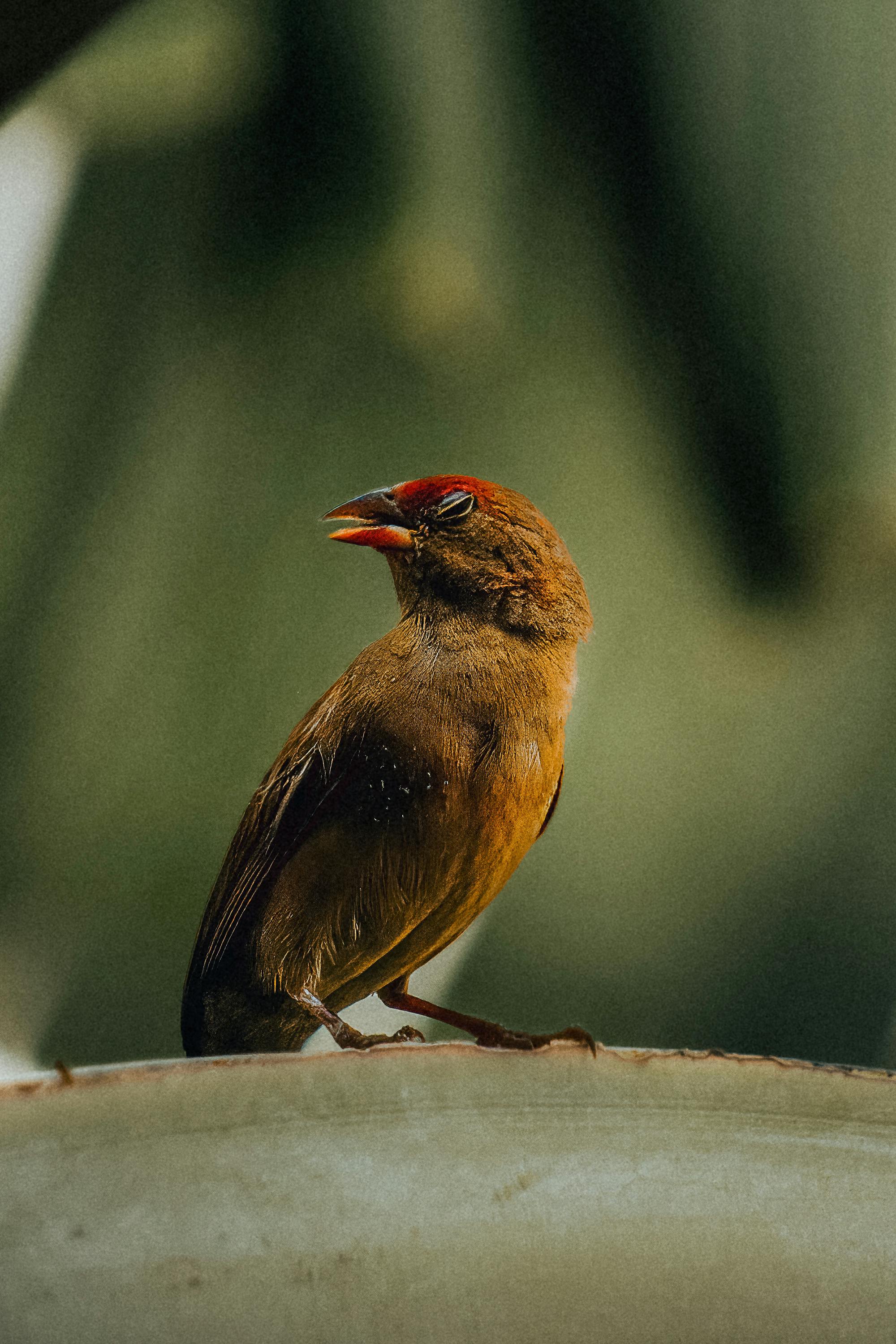 Close-up of a Small Bird with a Red Head · Free Stock Photo