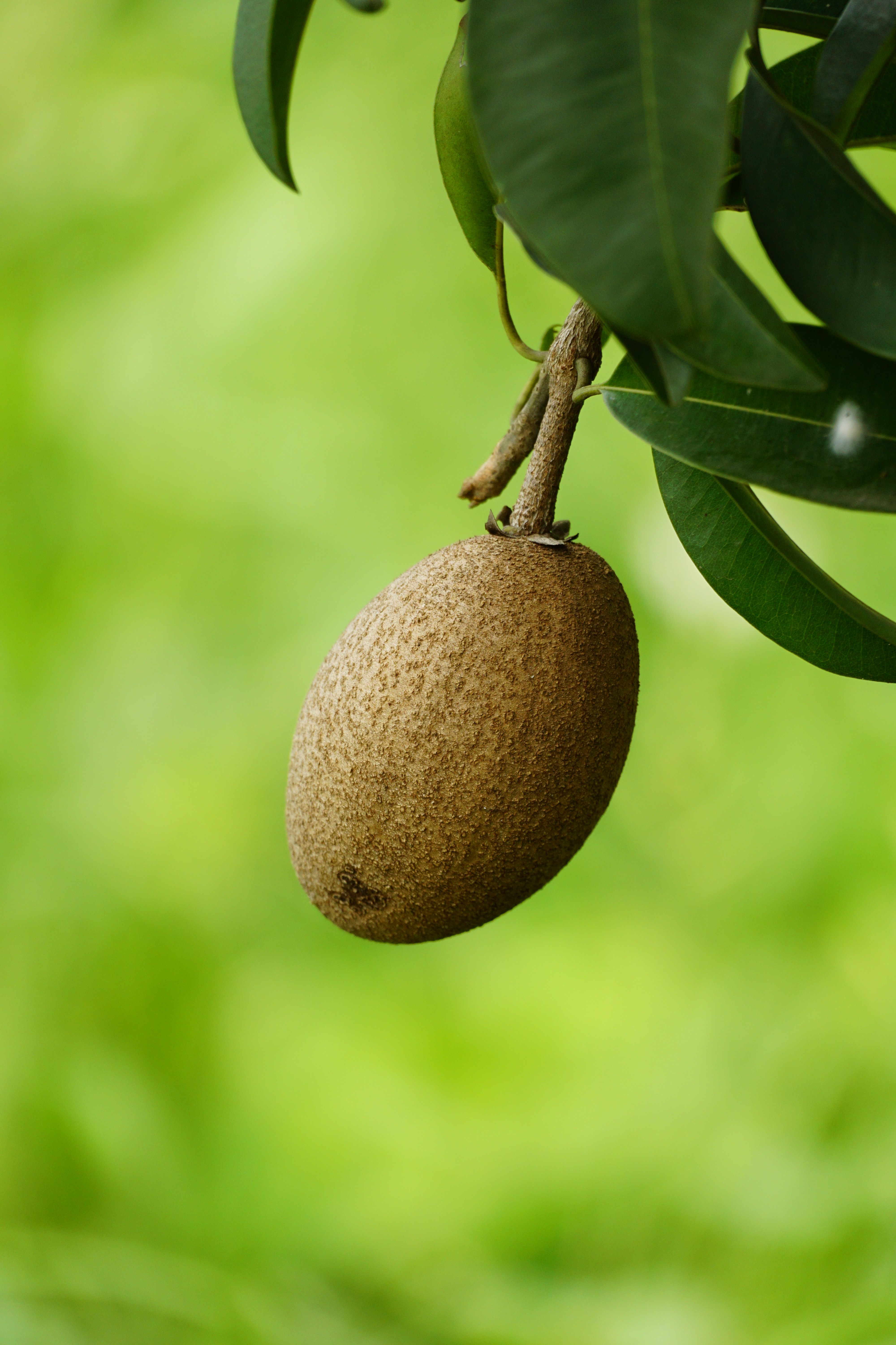 Close-up of a Quince Proper · Free Stock Photo