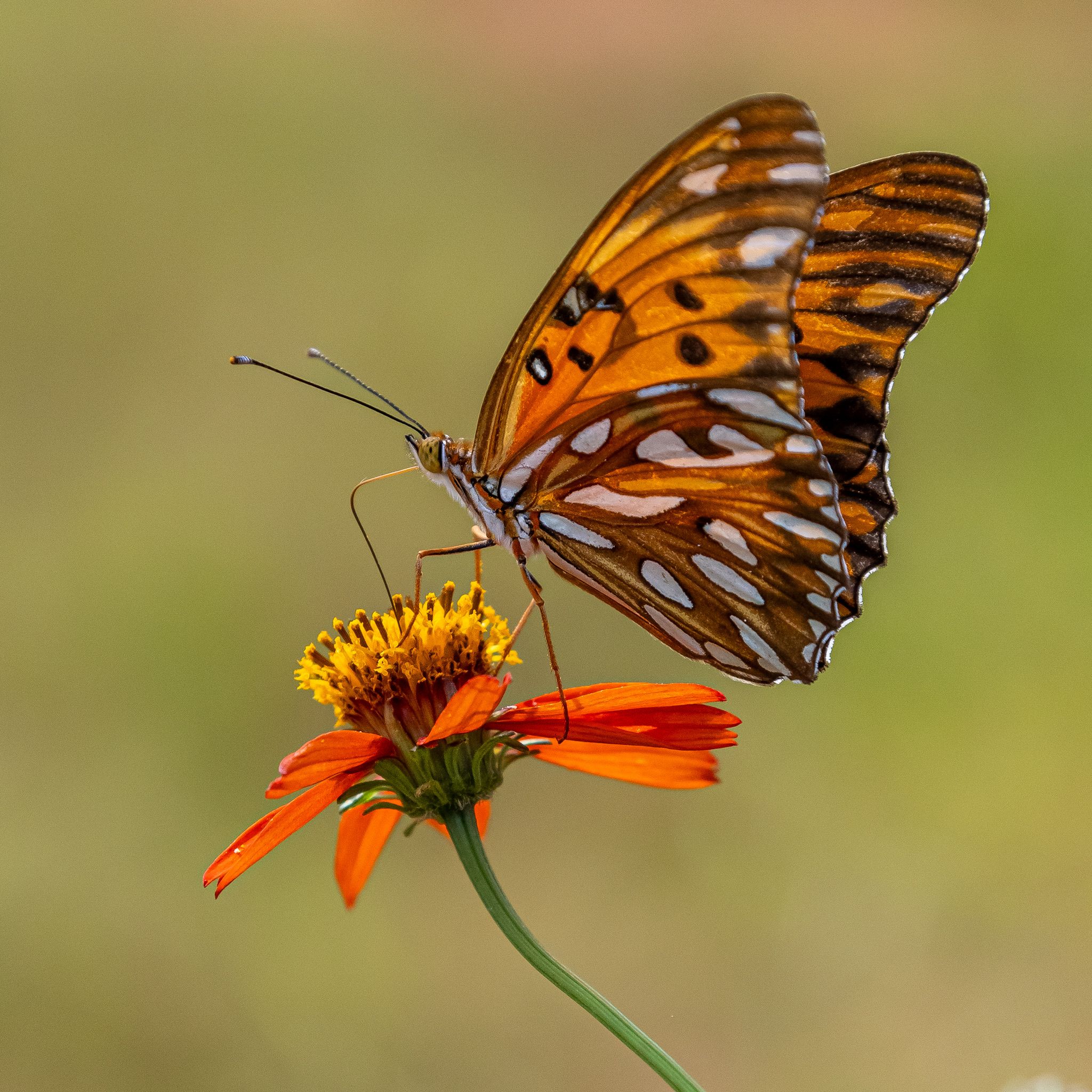 Monarch Butterfly on Flower · Free Stock Photo
