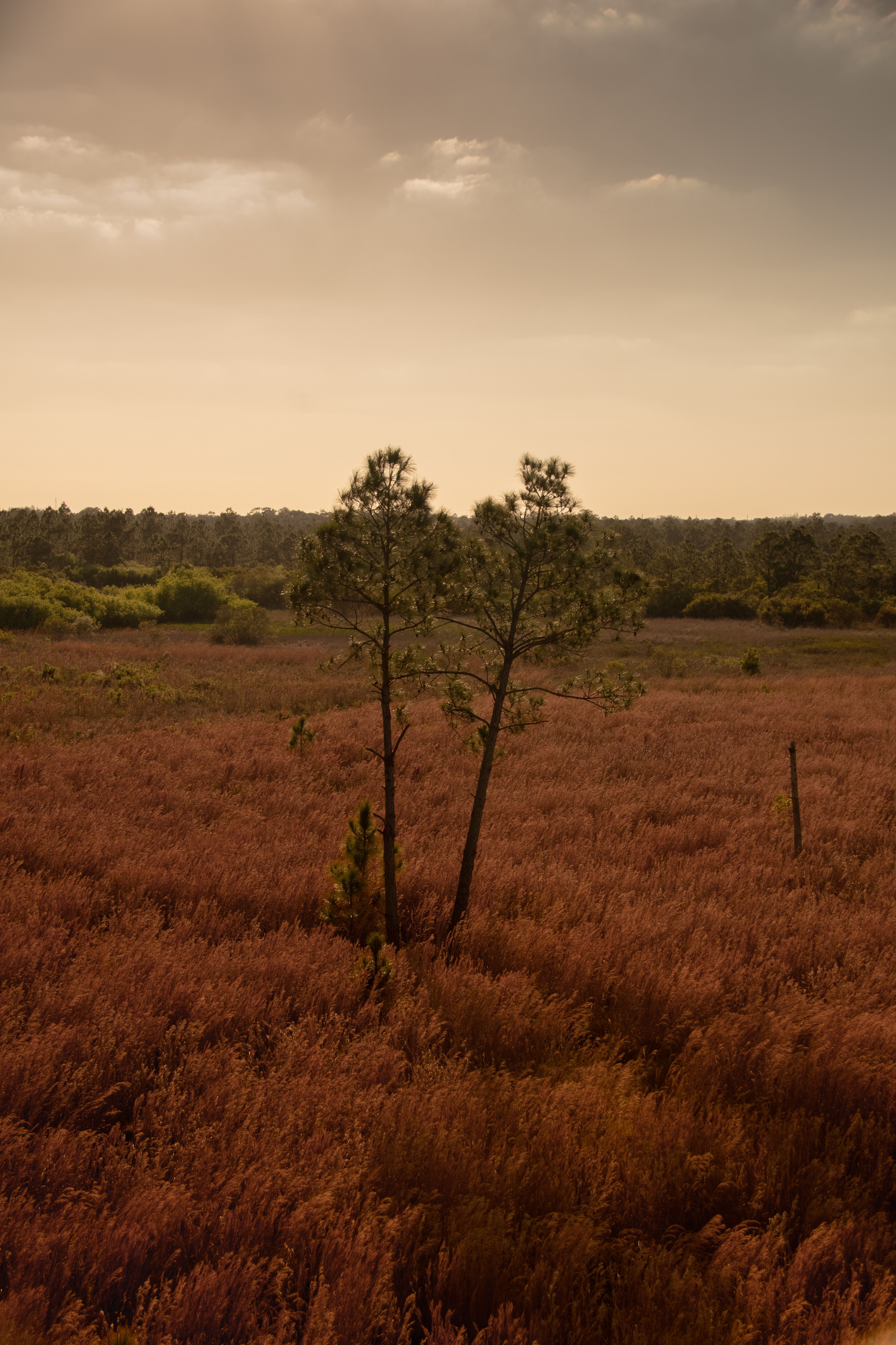 Grassy Field at Dusk · Free Stock Photo