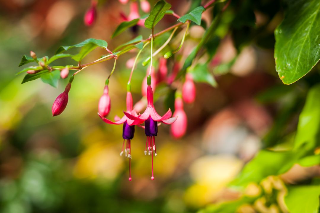 Do fuchsias like full sun or partial shade? Find out here!