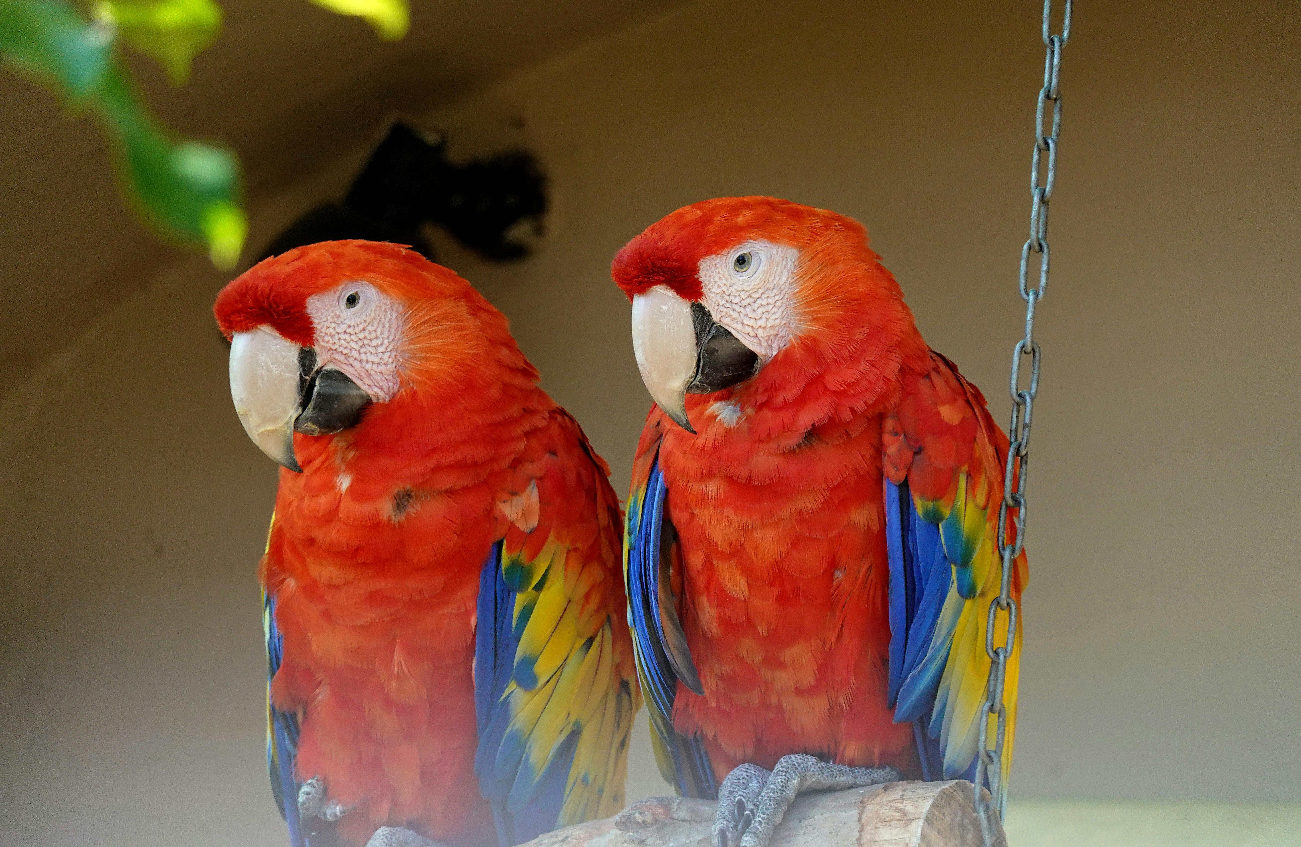 Couple of Scarlet Macaws · Free Stock Photo