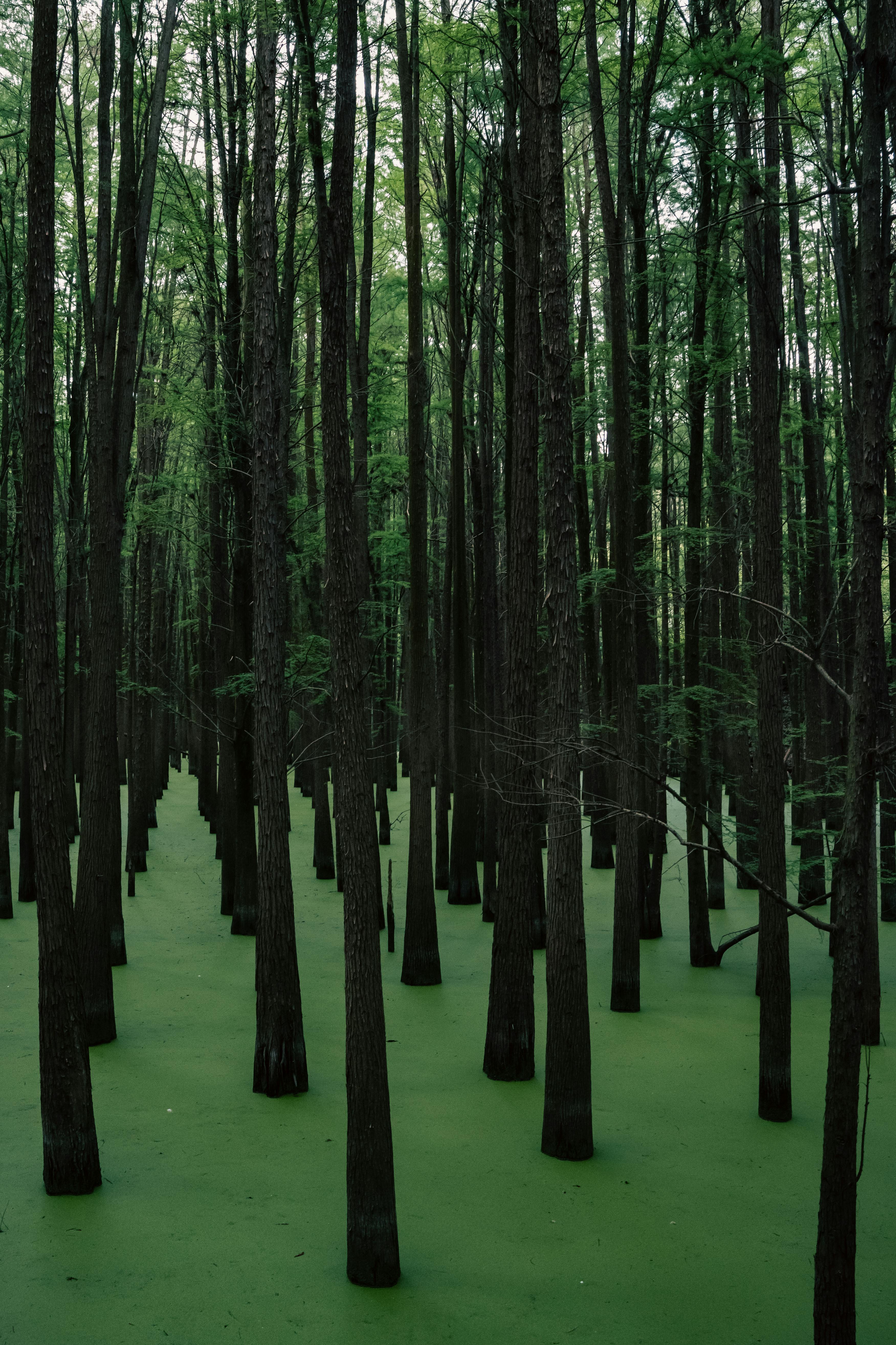 Tranquil Forest Stream in Brazilian Wilderness · Free Stock Photo