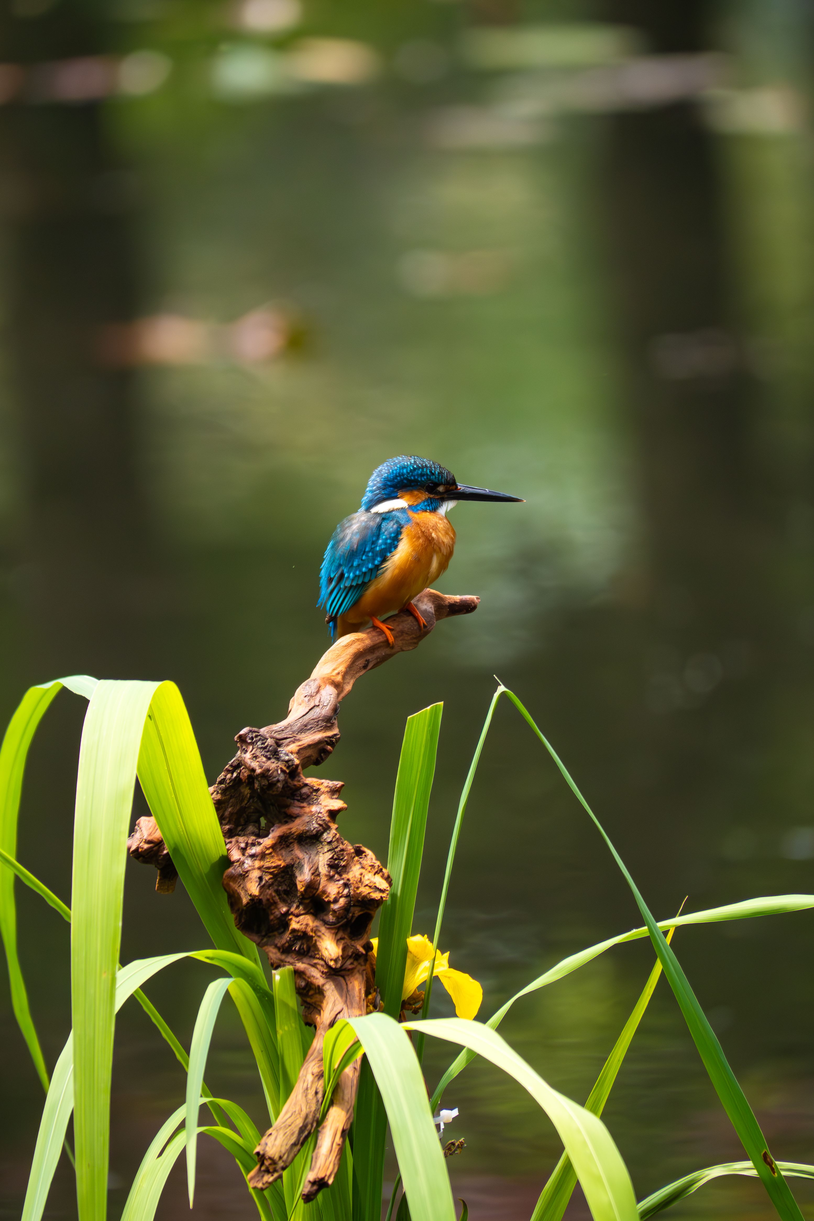 Foto de stock gratuita sobre agua, al aire libre, alcedo, alcedo atthis ...