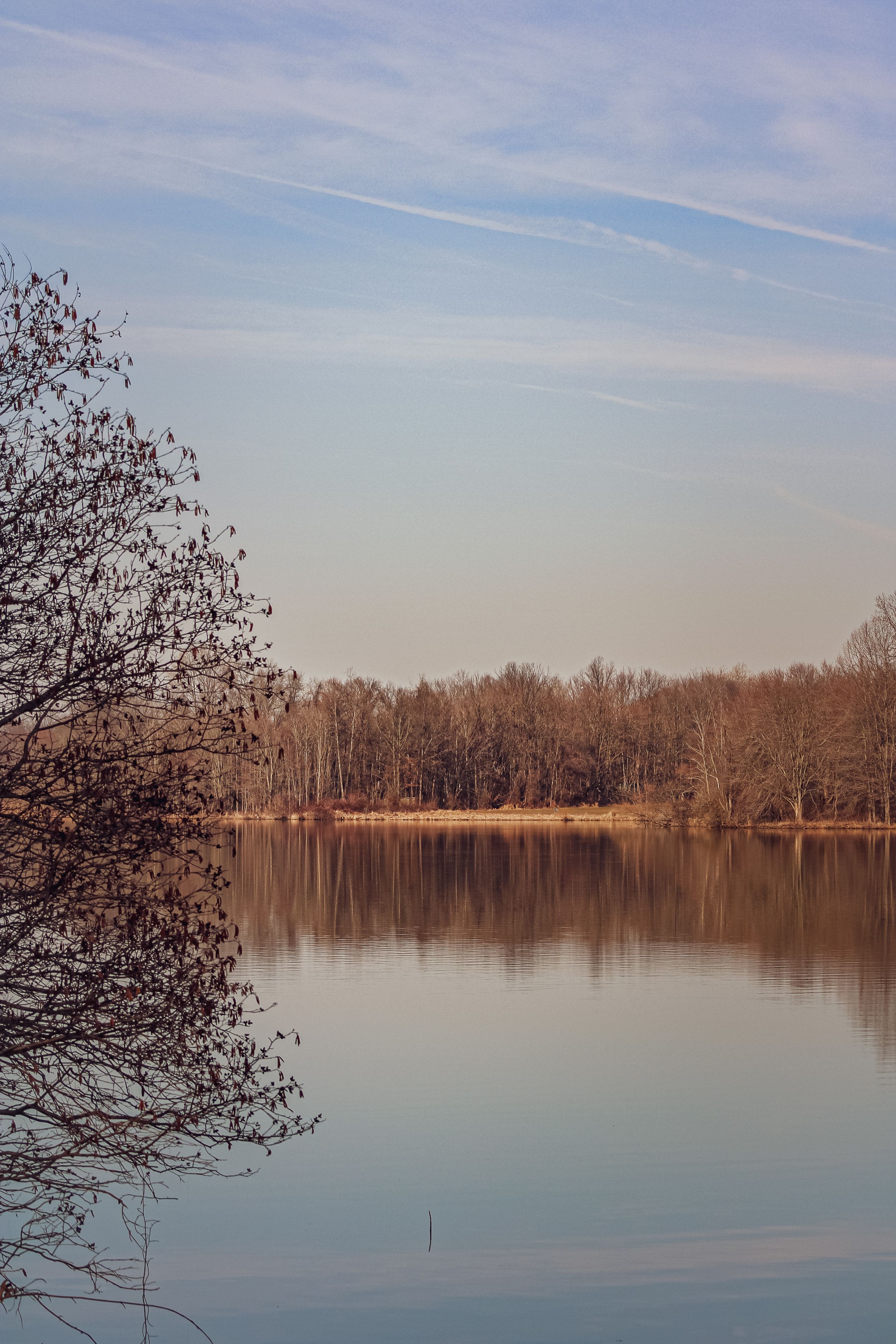 Calm Lake in Forest · Free Stock Photo