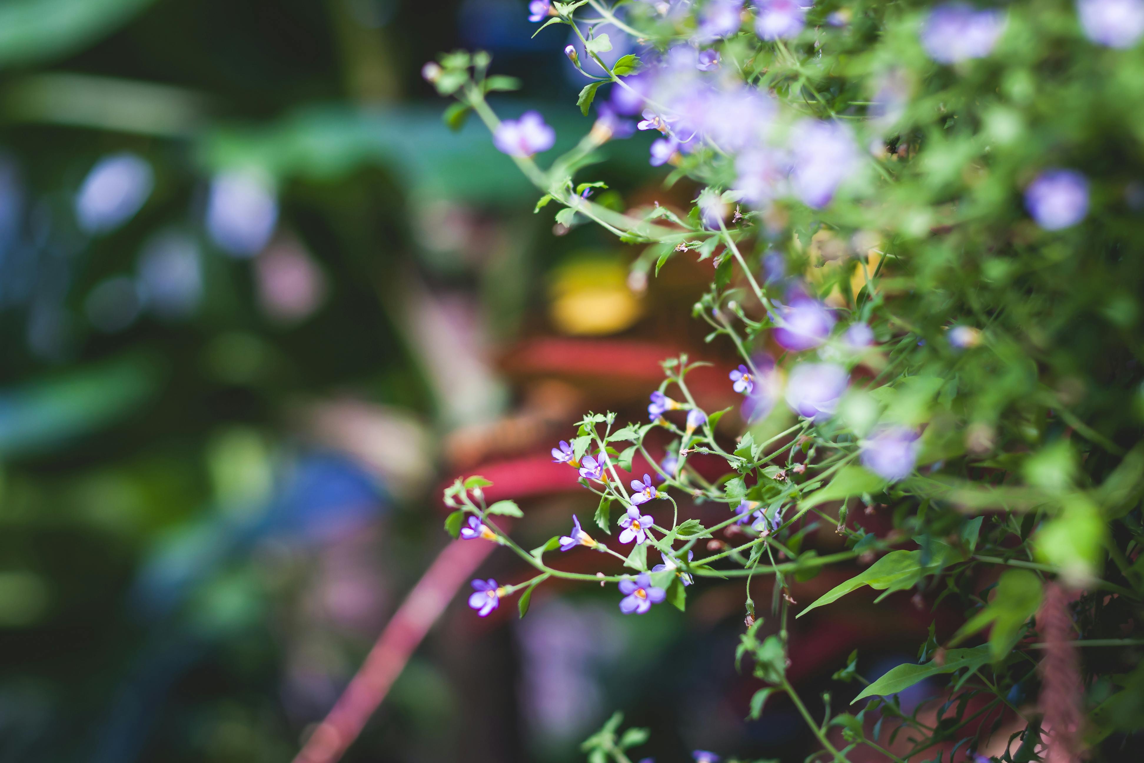 Decorative Delicate Flowers · Free Stock Photo