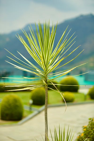 Palm Jumeirah Photos, Download The BEST Free Palm Jumeirah Stock Photos ...