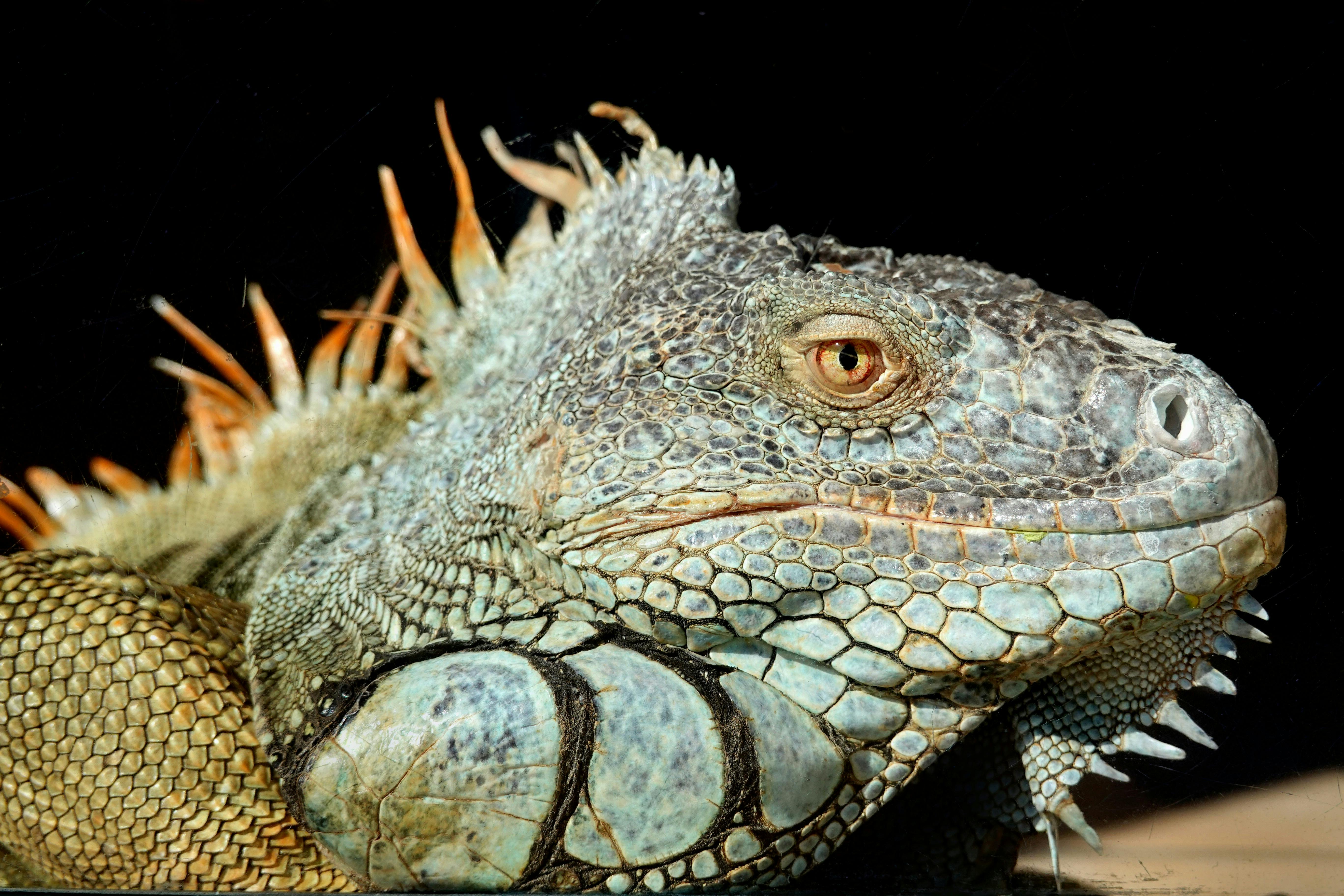 Foto de stock gratuita sobre amazonas, américa del sur, animal ...