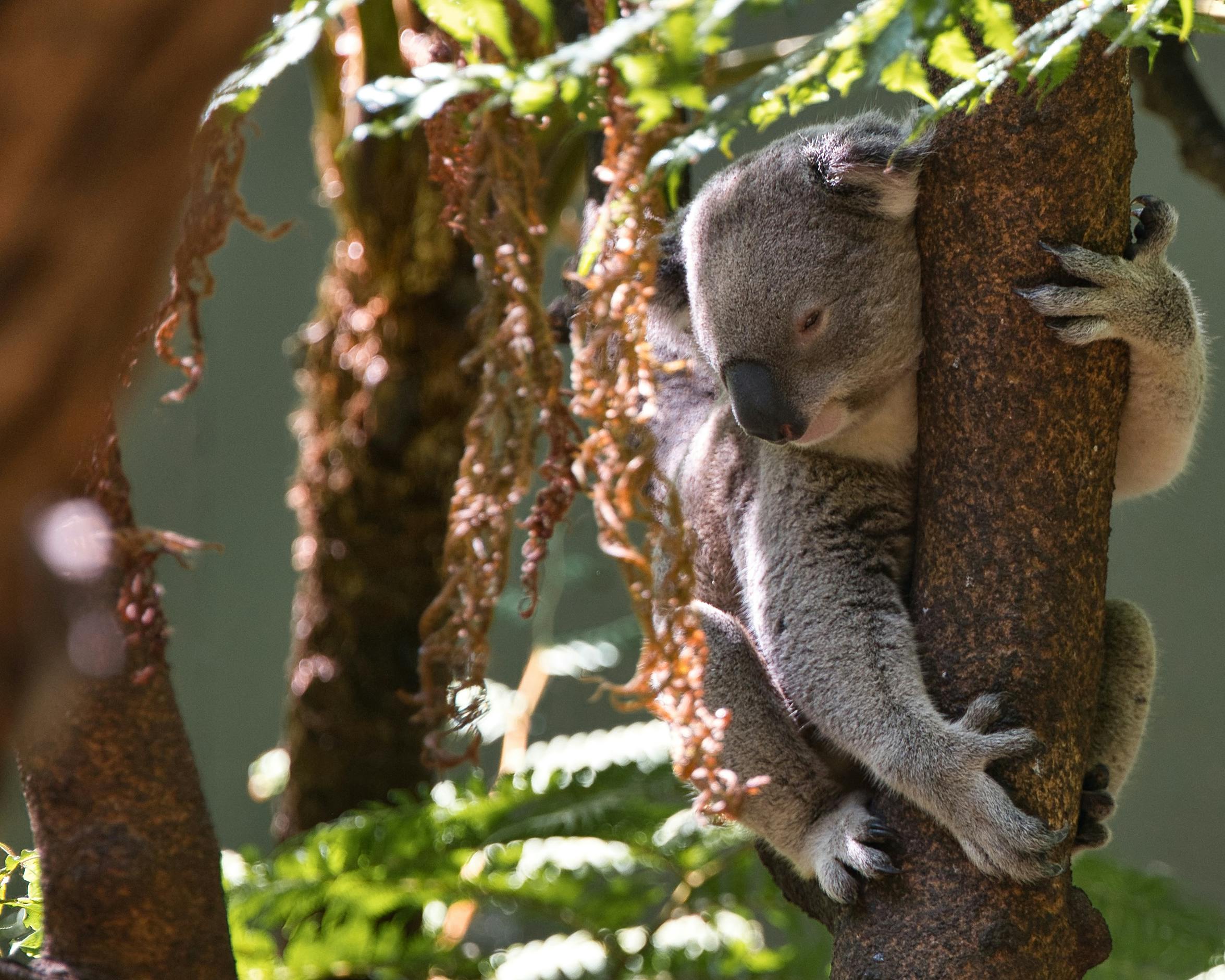 Koala on a Tree Branch · Free Stock Photo