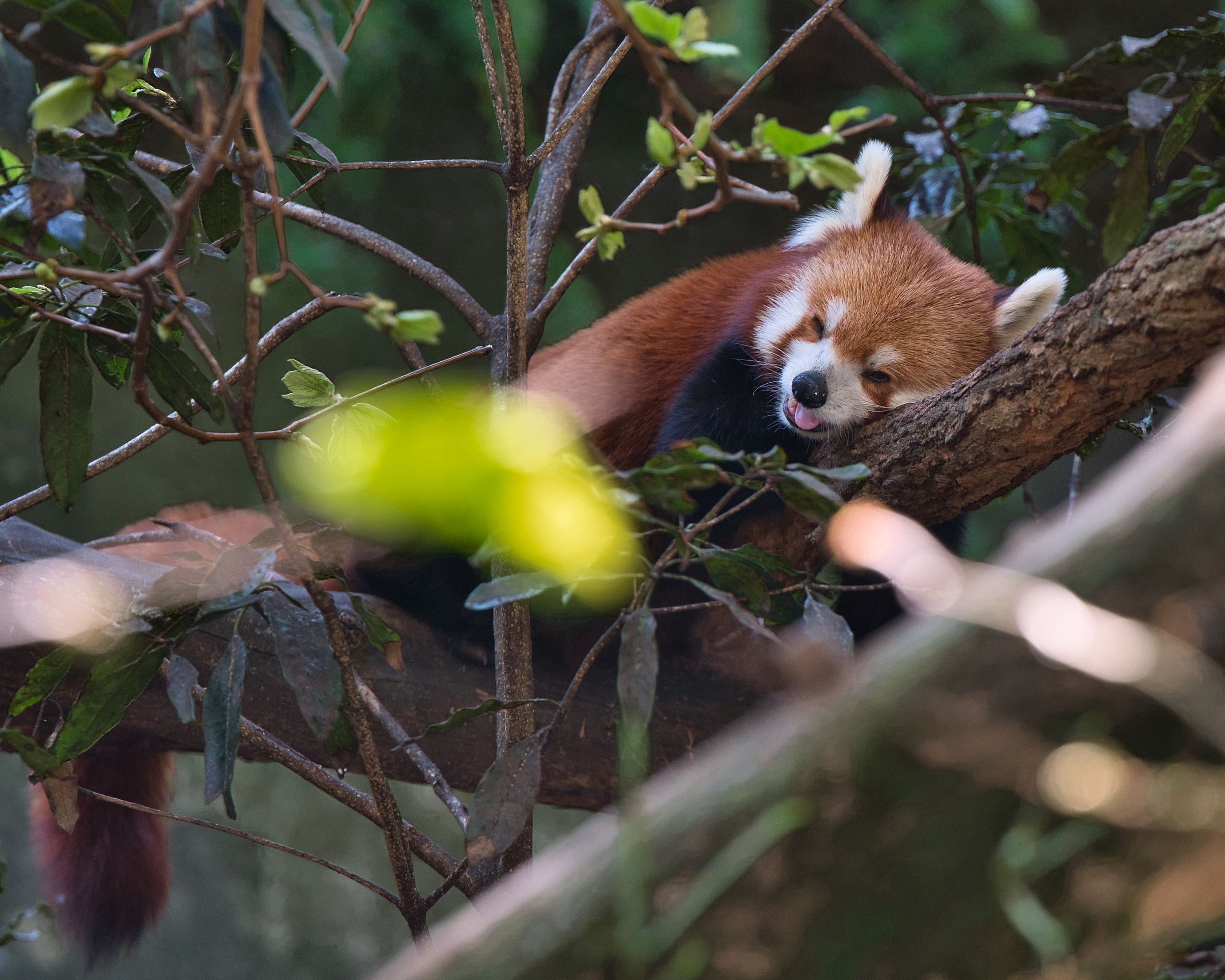 Red Panda Sleeping on a Tree Branch · Free Stock Photo