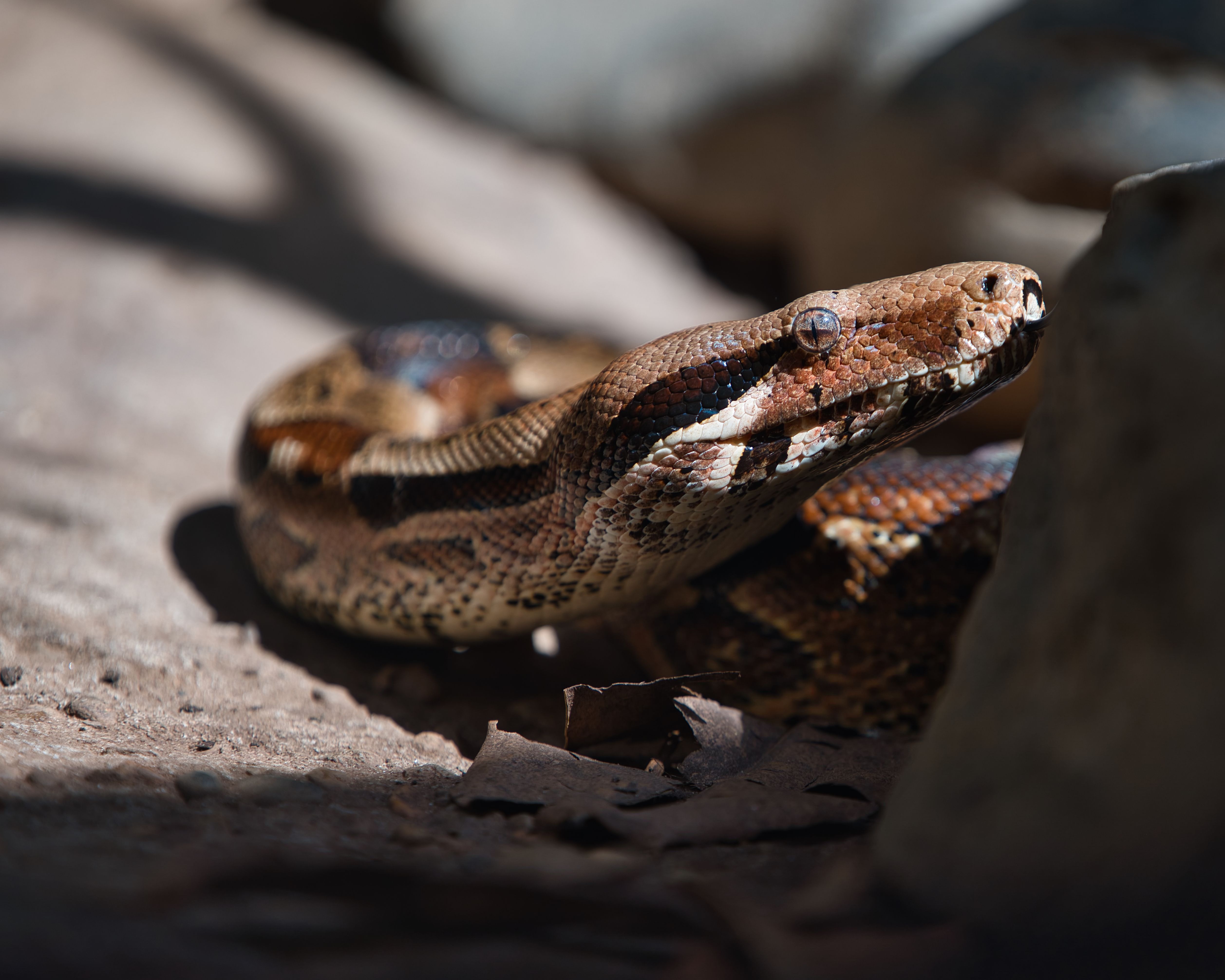 A snake is laying on the ground next to rocks · Free Stock Photo