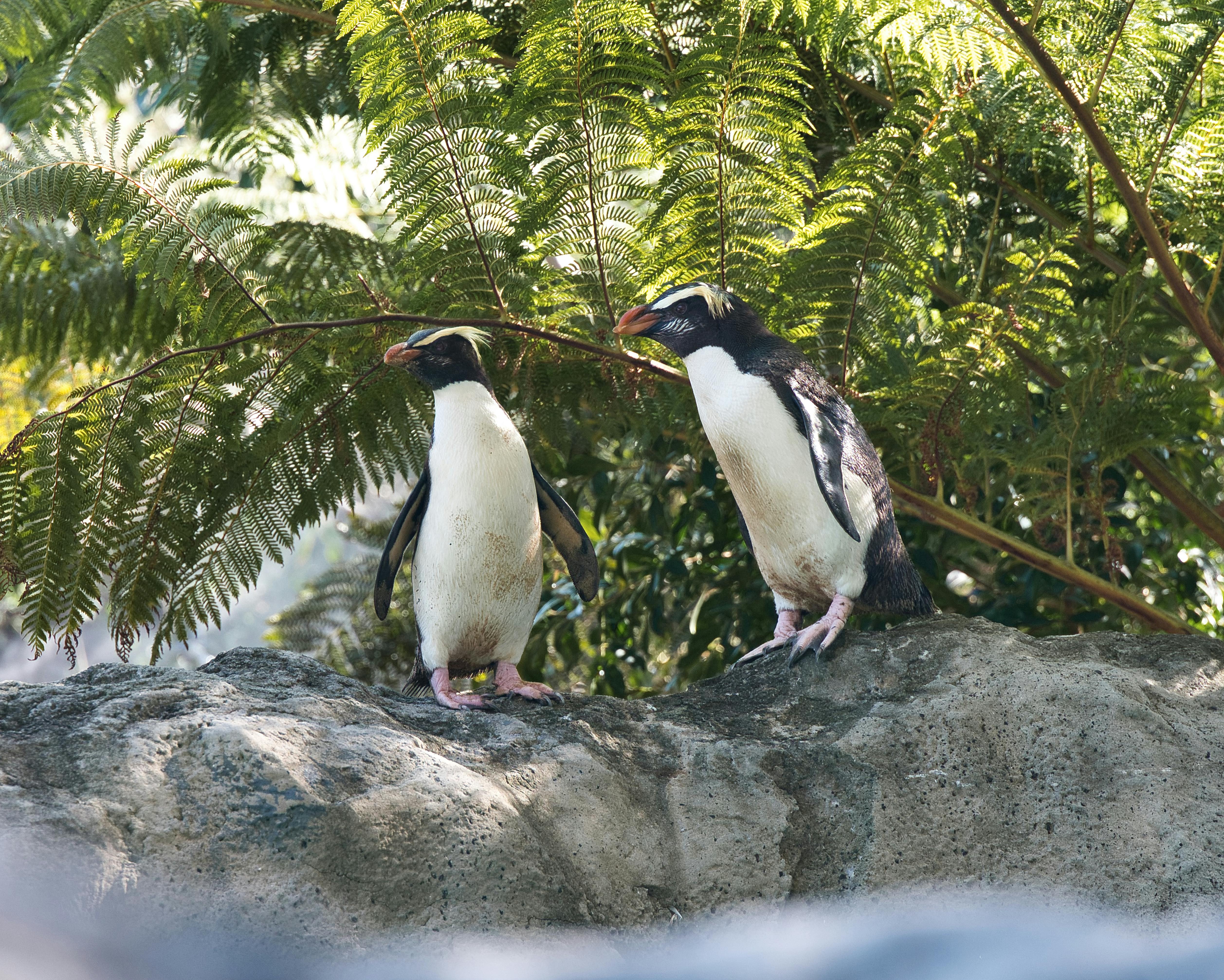 Two penguins standing on a rock in front of a tree · Free Stock Photo