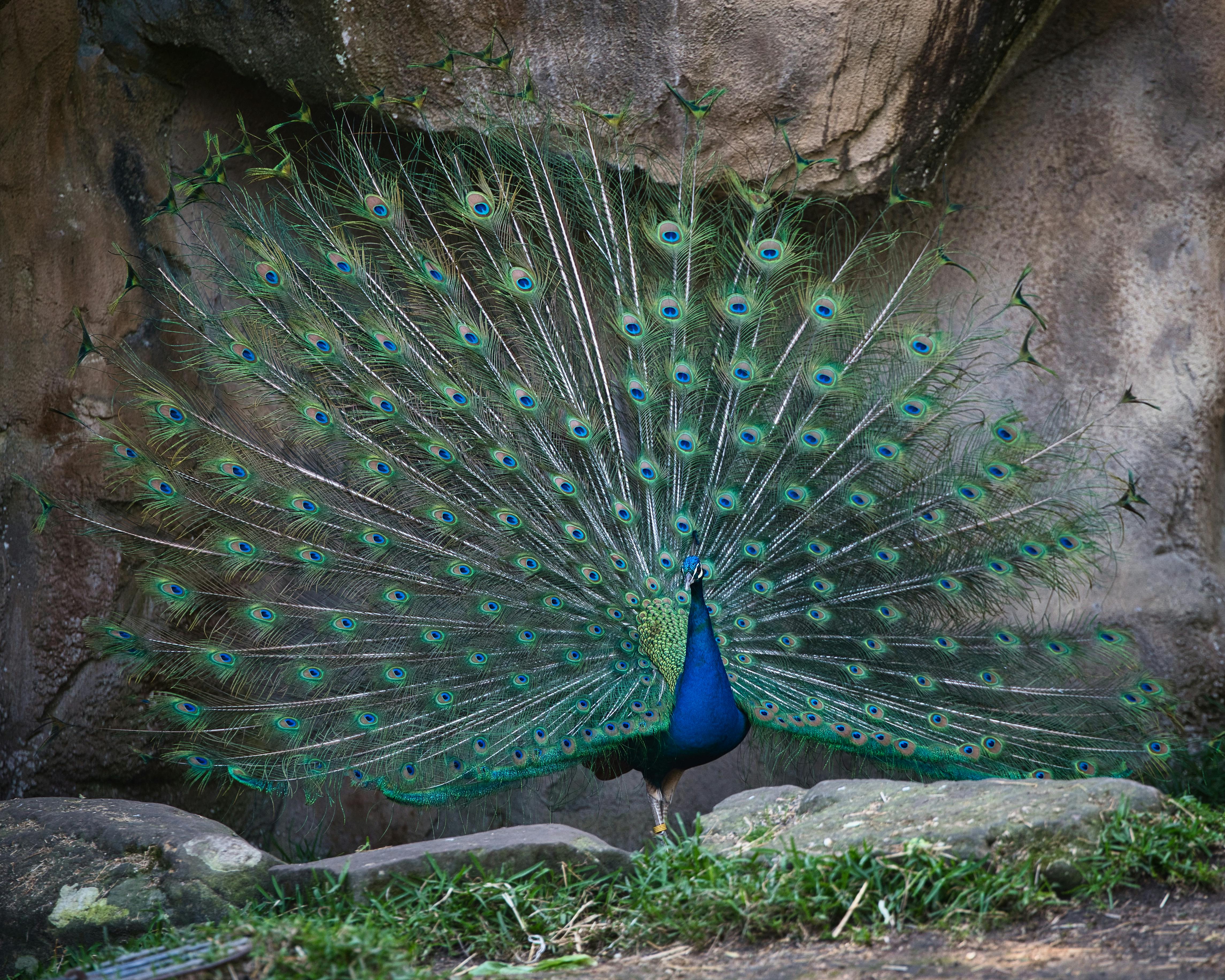 Blue and Brown Peacock · Free Stock Photo