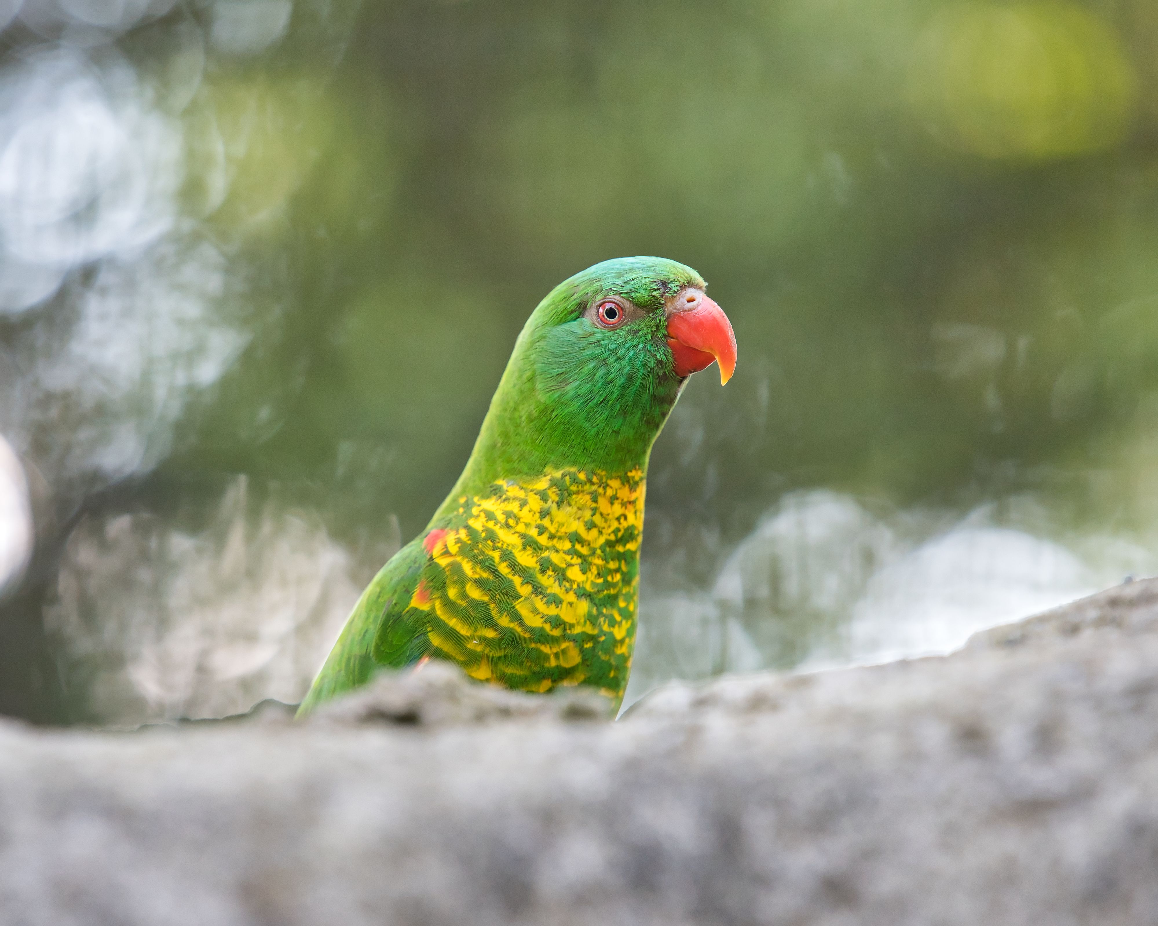 A green and yellow parrot sitting on a rock · Free Stock Photo